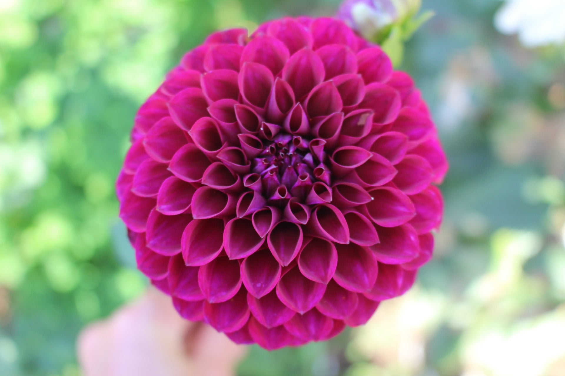 Rokewood Helen | Country Dahlias