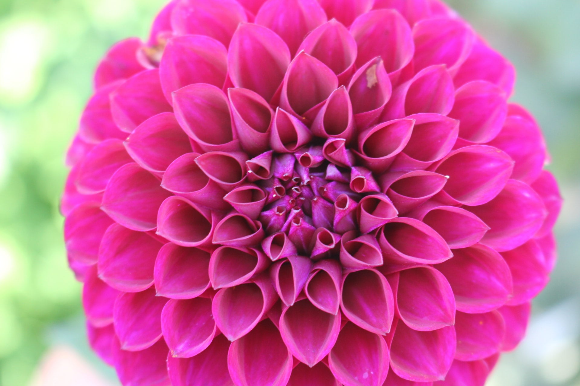 Rokewood Helen | Country Dahlias