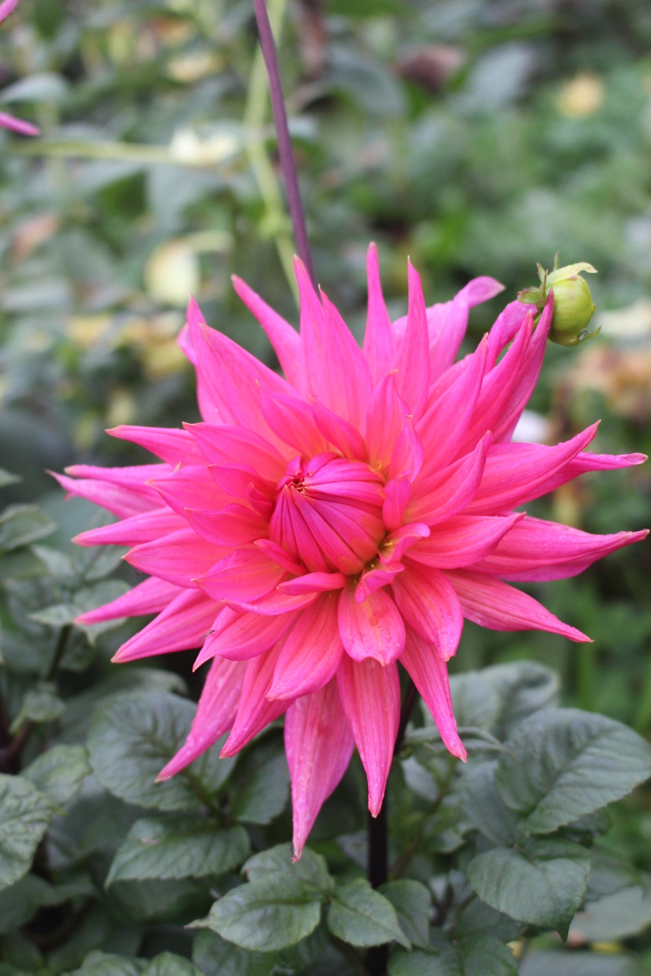 Rose Jupiter | Country Dahlias