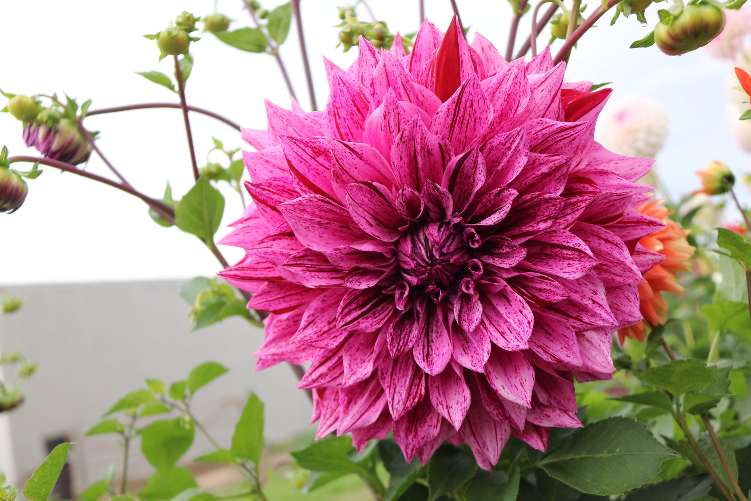 Samoan Prince | Country Dahlias
