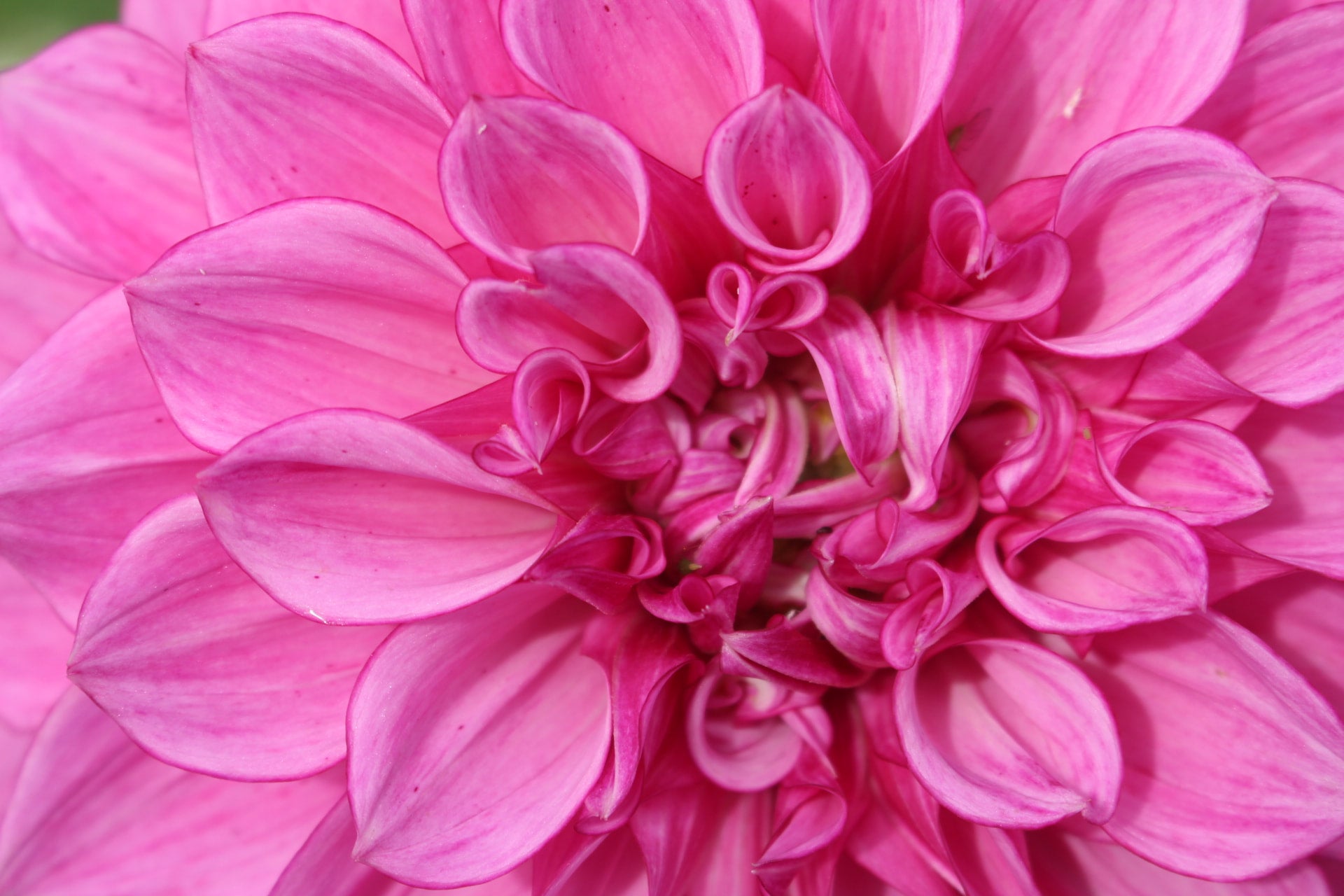 Samoan Prince | Country Dahlias