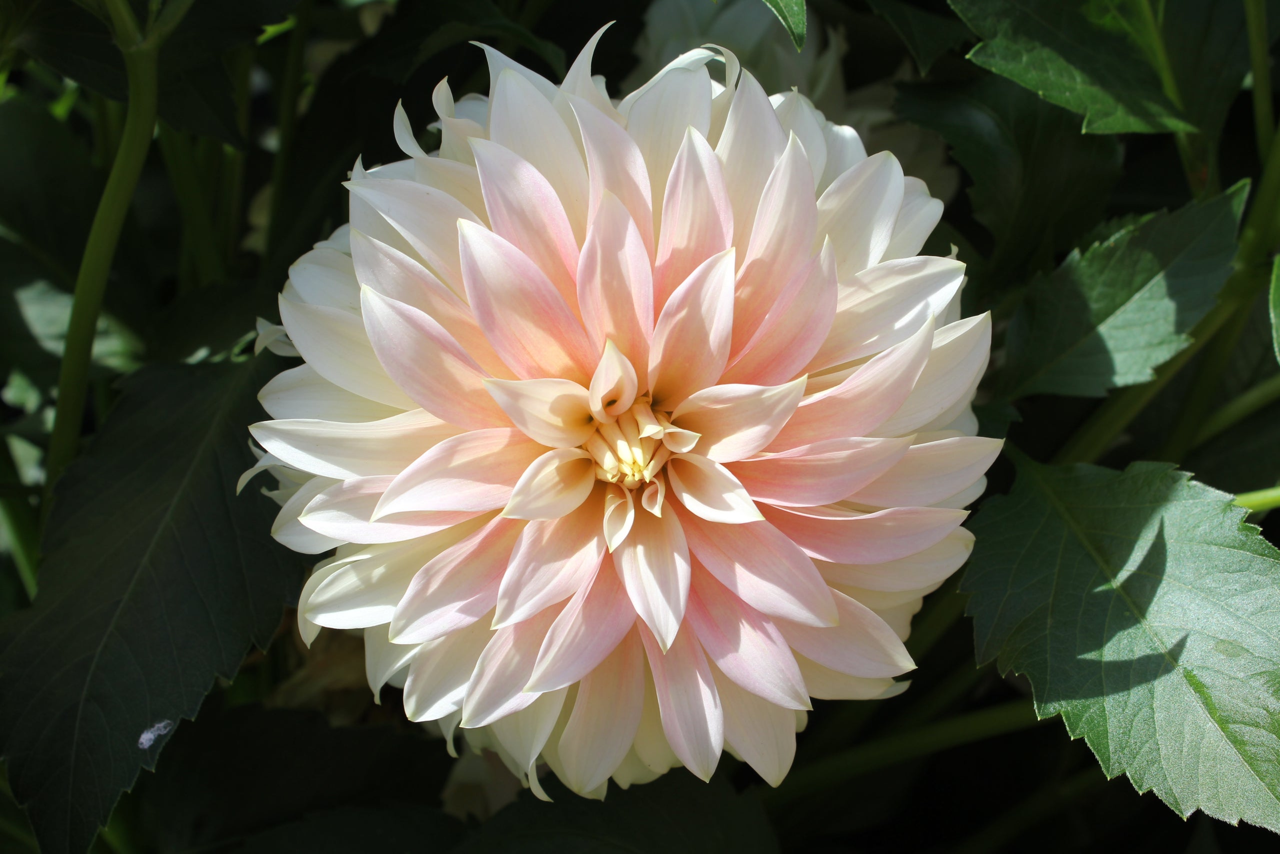 Cliffs Salmon | Country Dahlias
