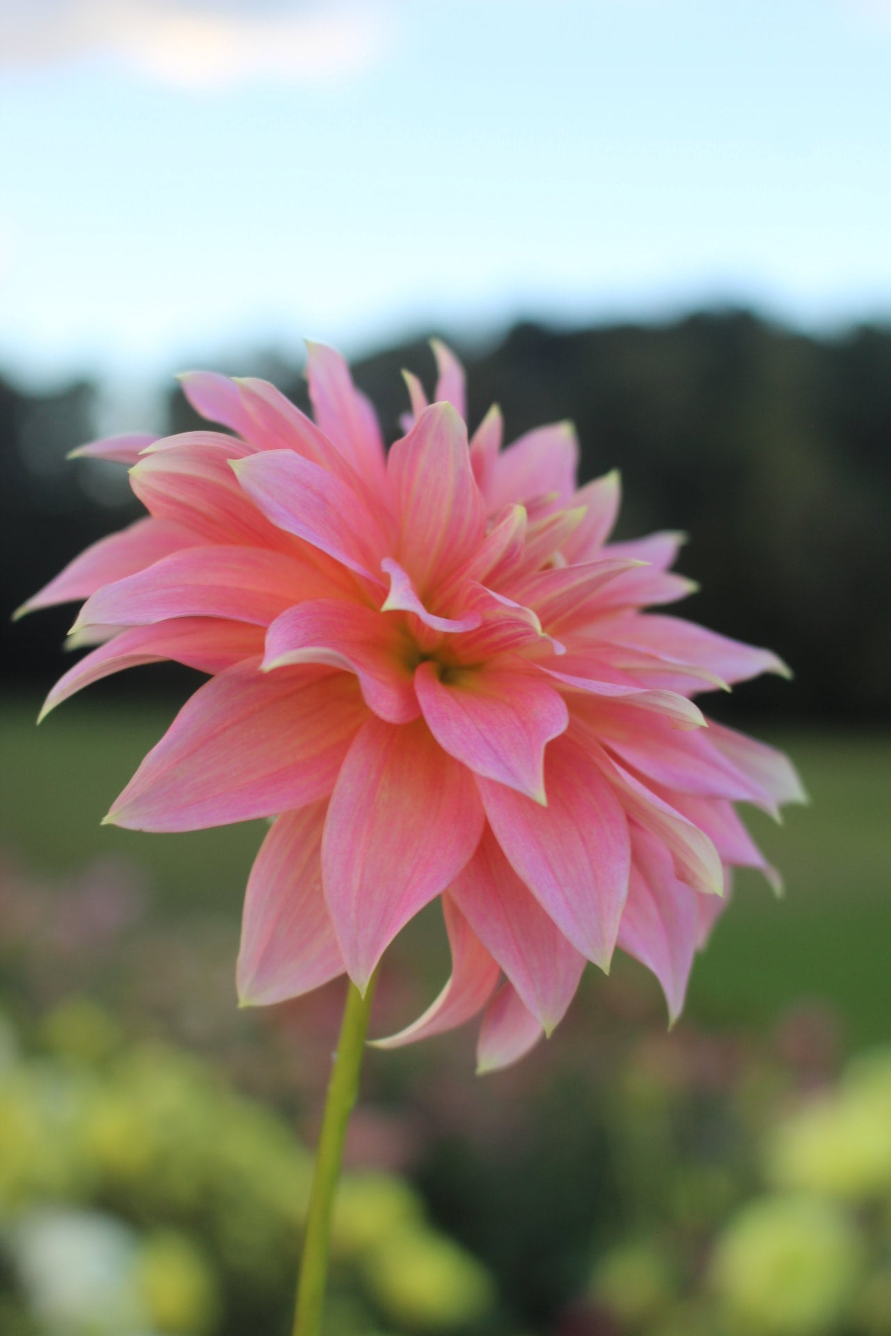 Cliffs Salmon | Country Dahlias