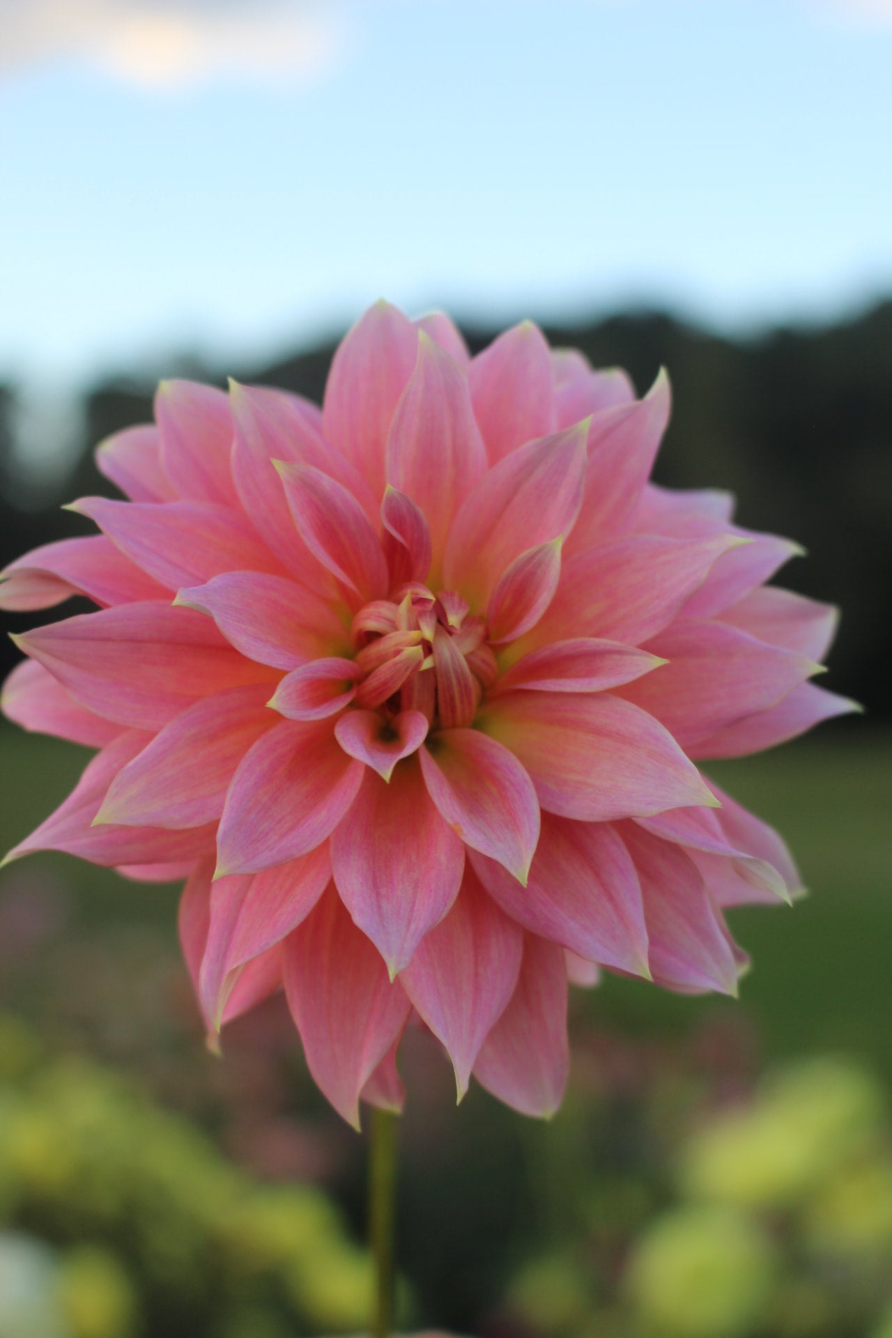 Cliffs Salmon | Country Dahlias