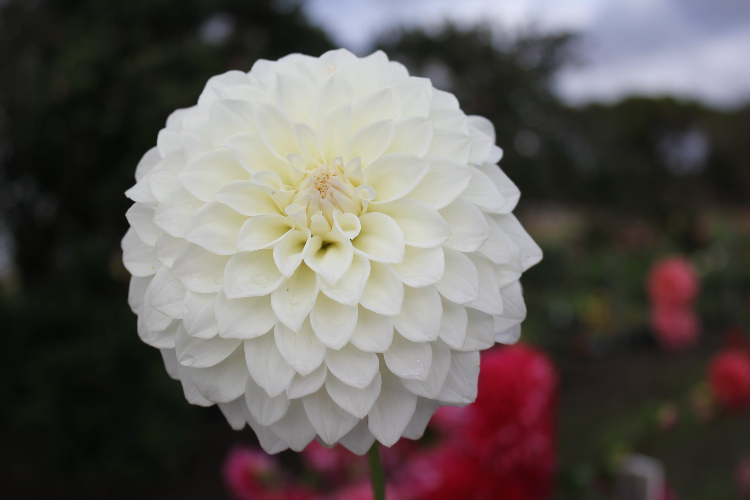 Matthew Lea | Country Dahlias