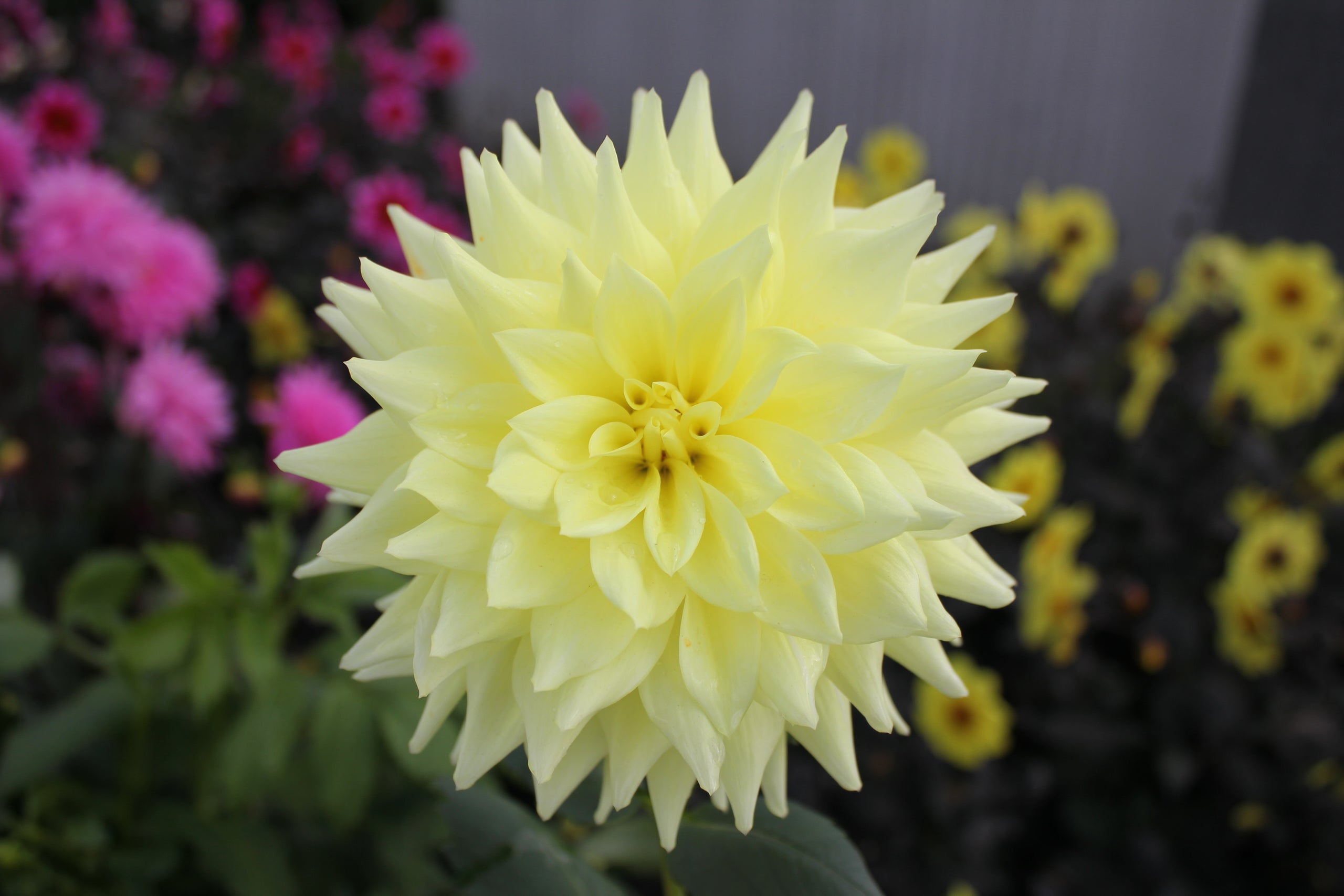 TC Campbell | Country Dahlias