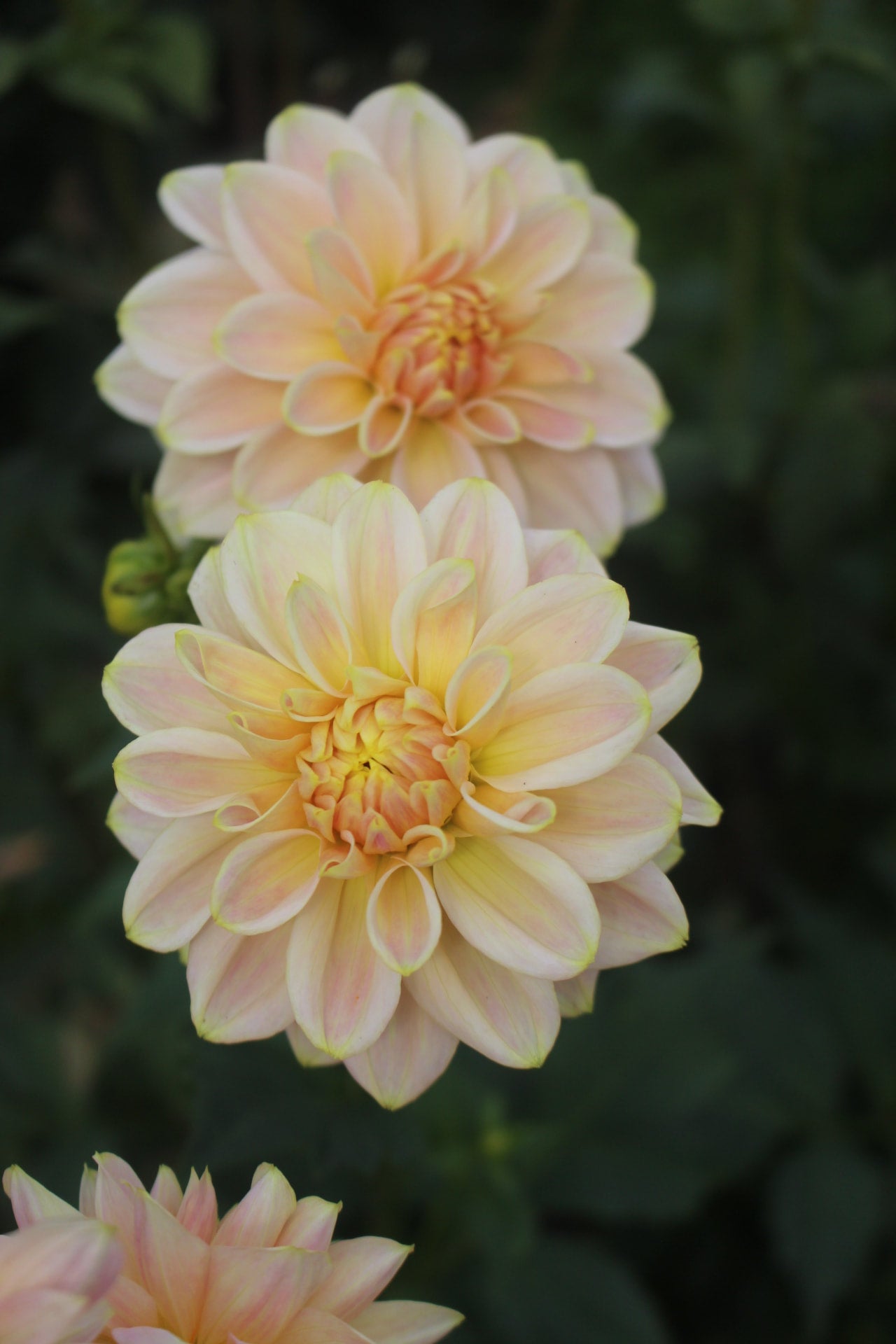 Sandy | Country Dahlias