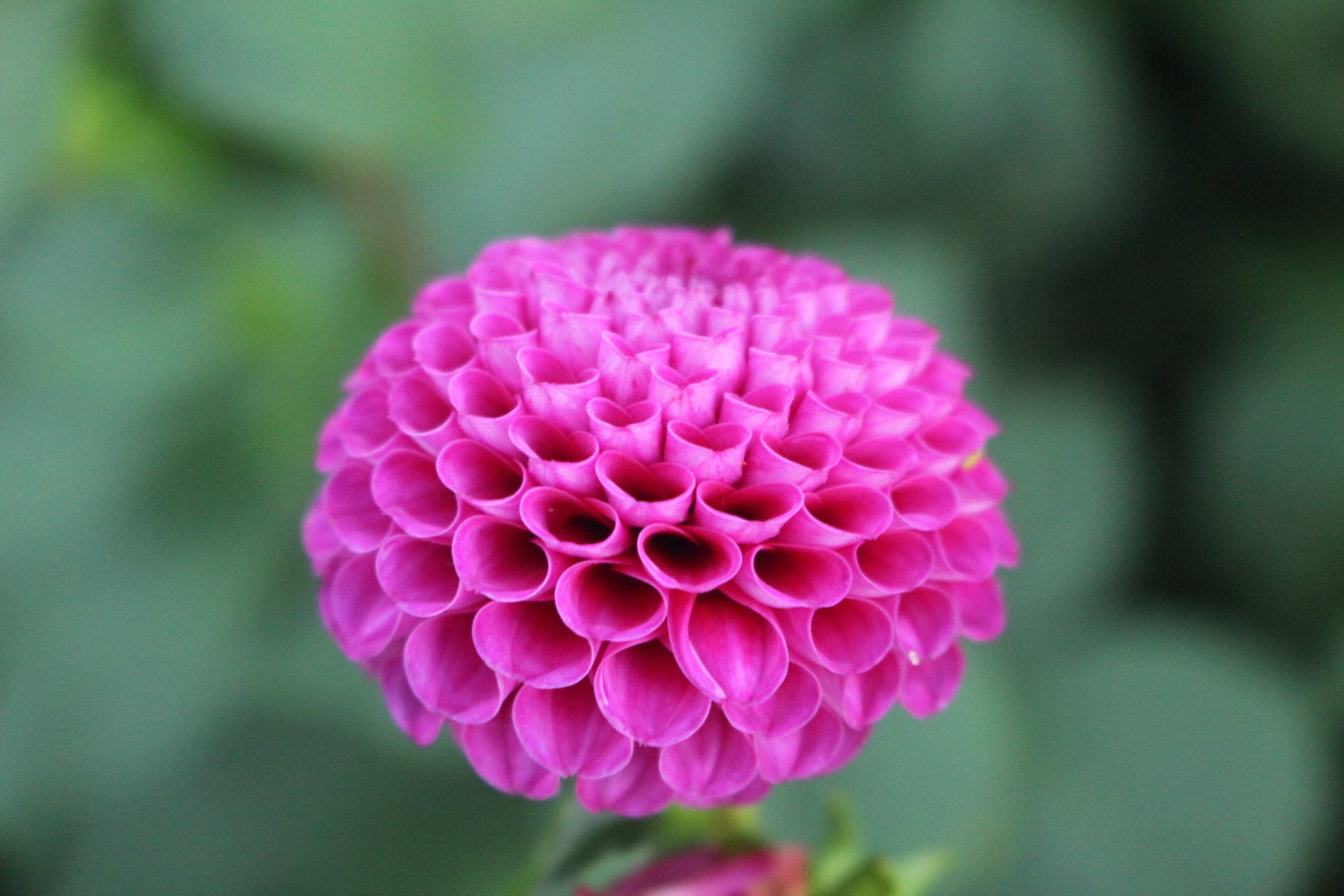 Wendys Place | Country Dahlias