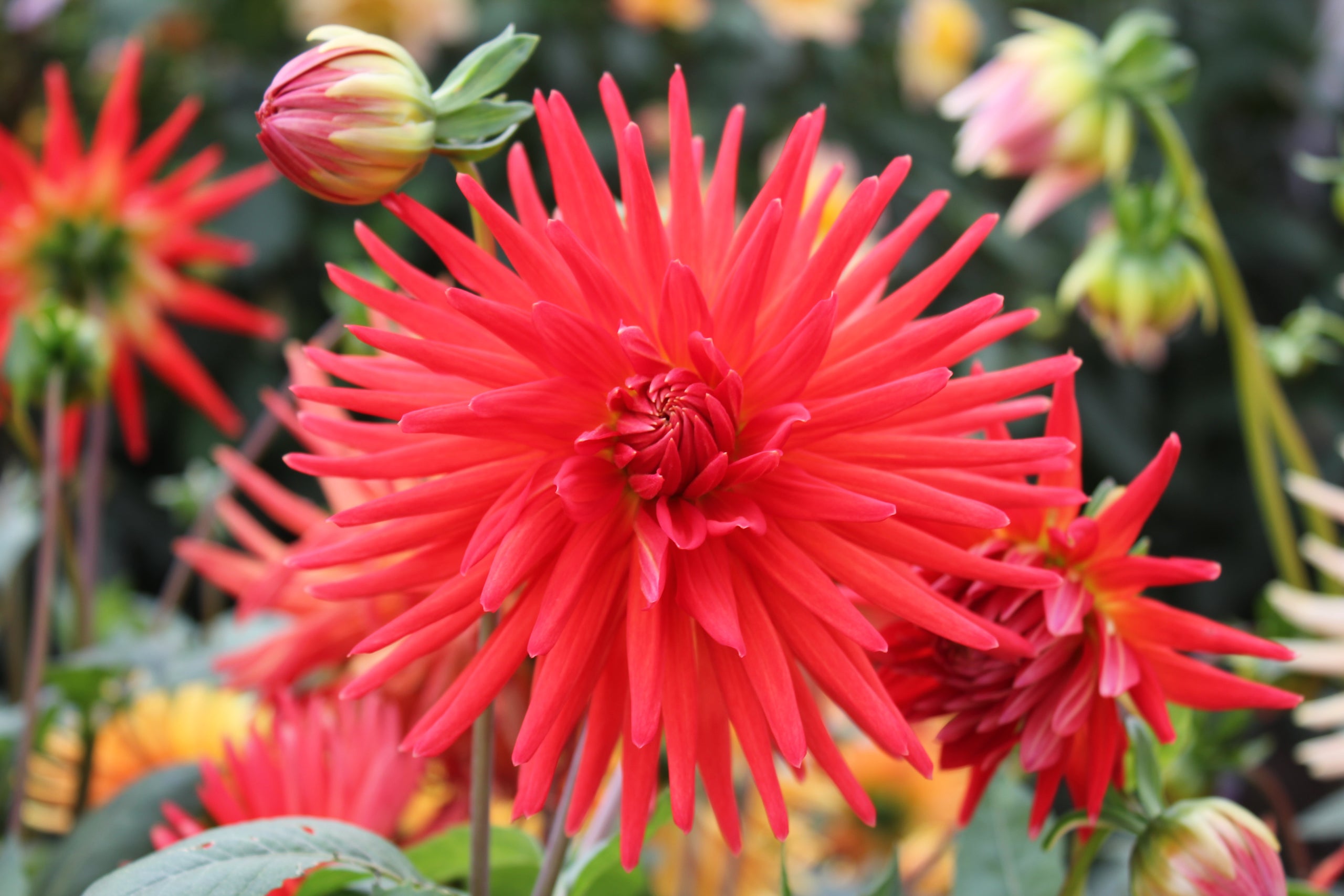 Mrs Naughton | Country Dahlias