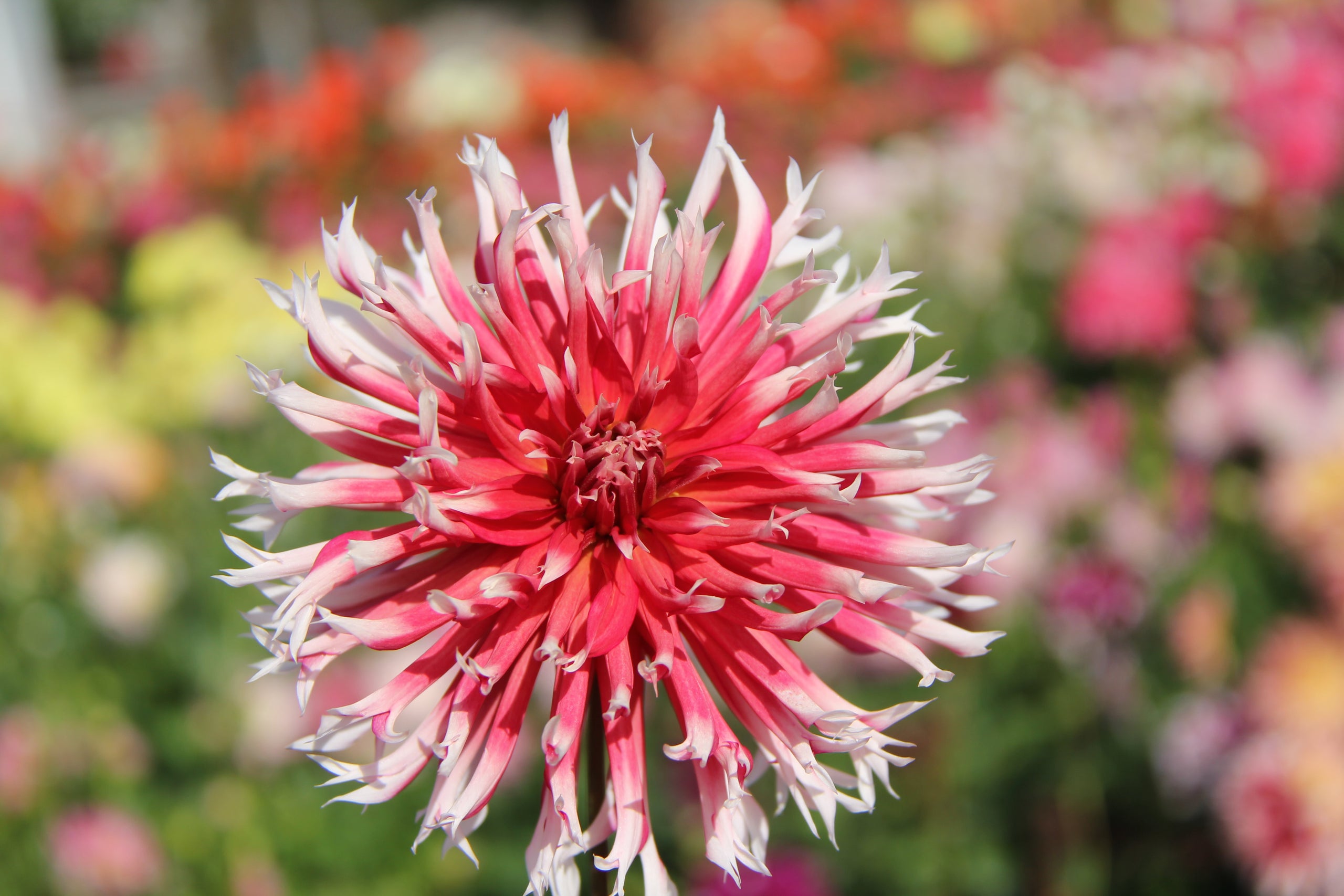 Cherry Flip | Country Dahlias