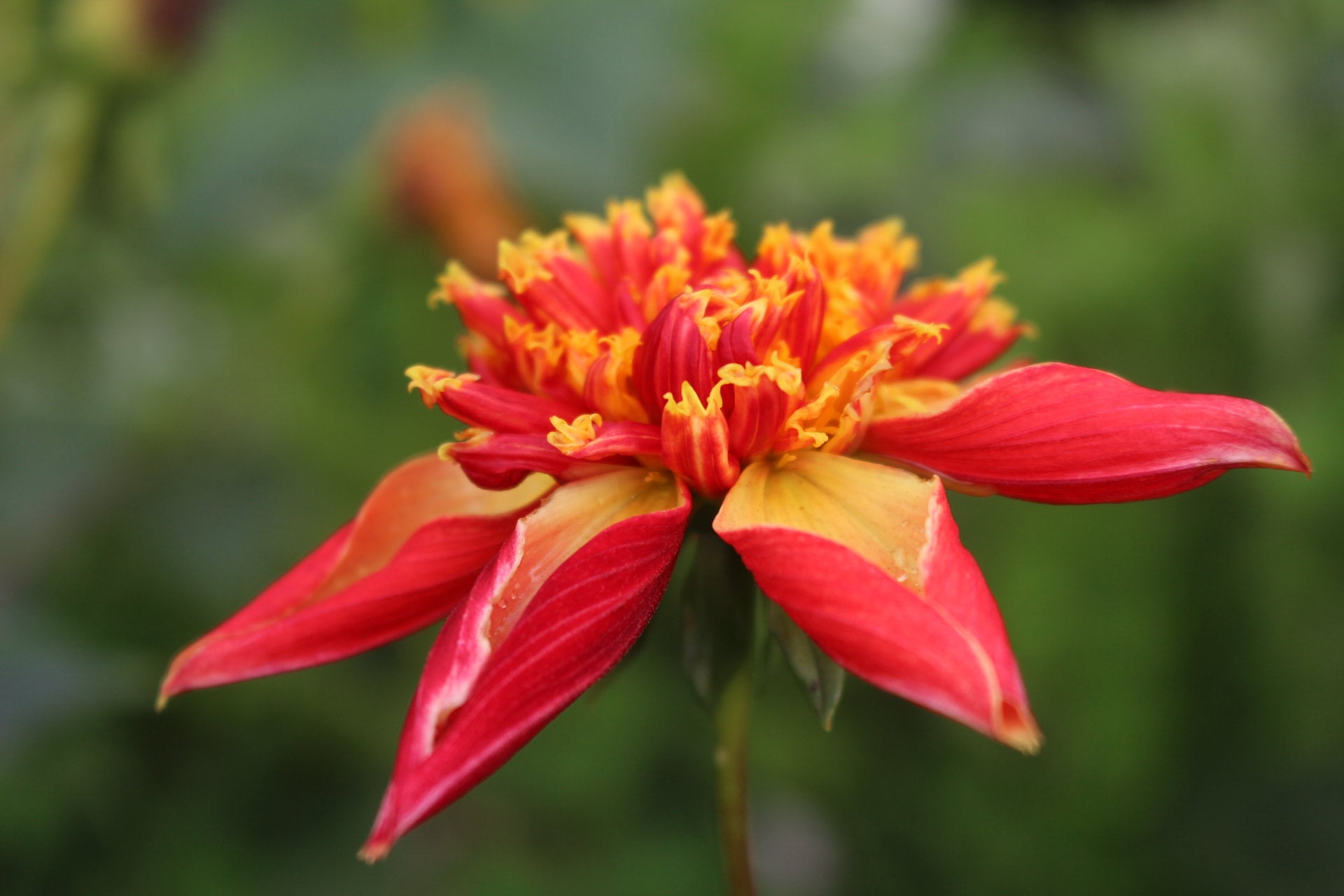 Bronze Ember | Country Dahlias