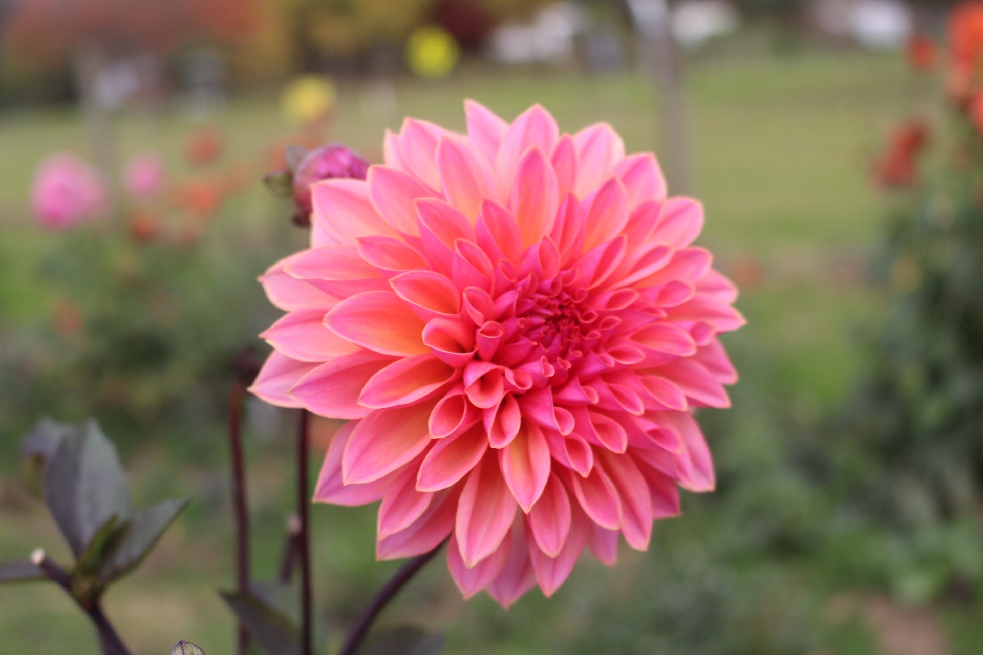 African Dawn | Country Dahlias