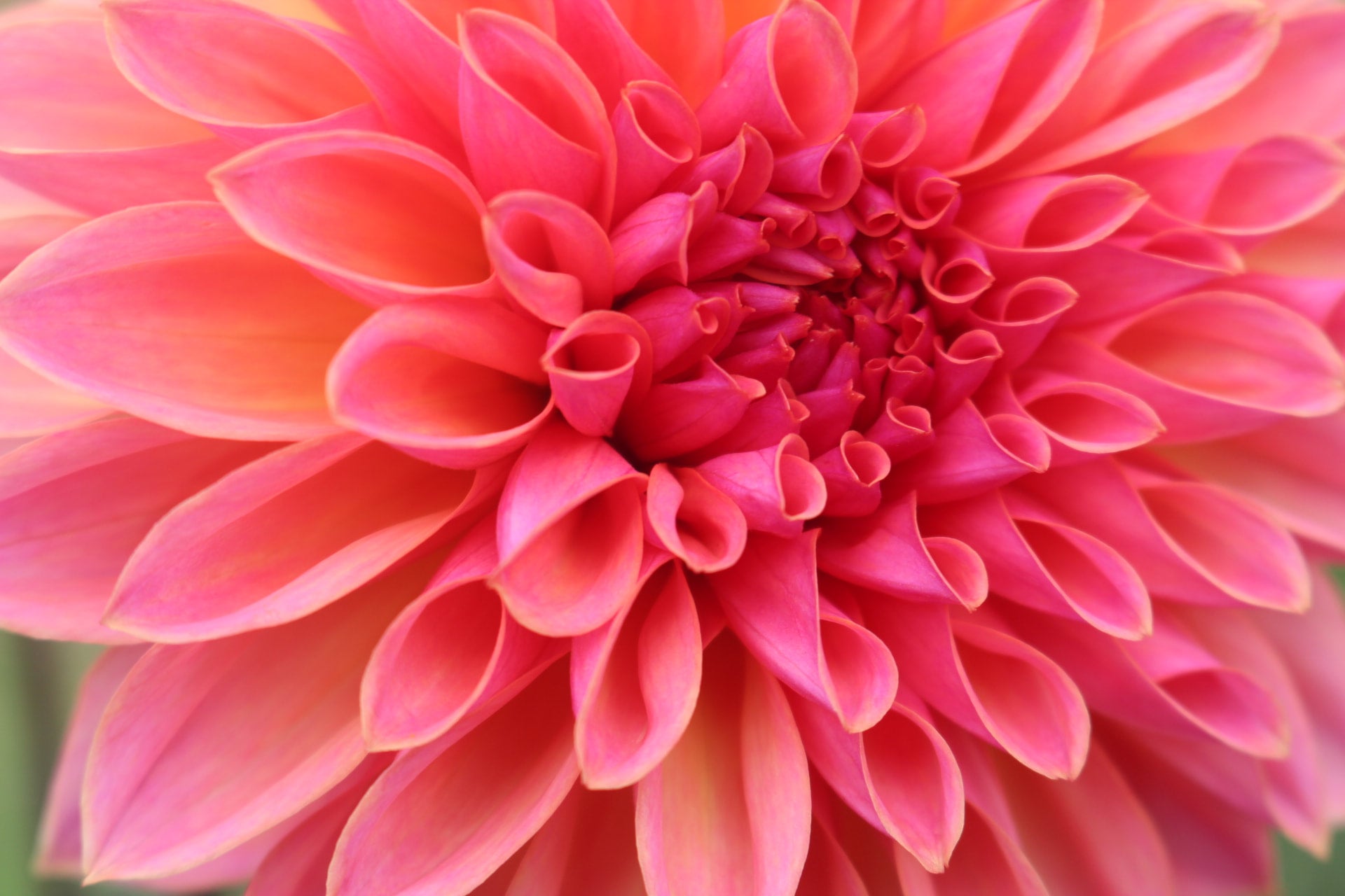 African Dawn | Country Dahlias