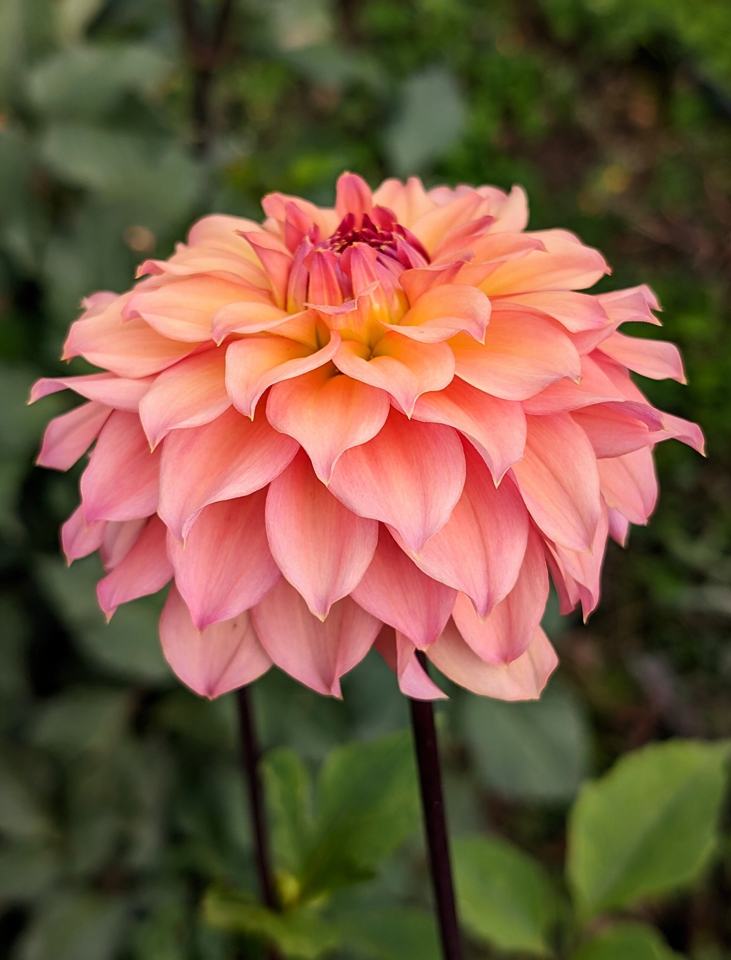 African Peach | Country Dahlias