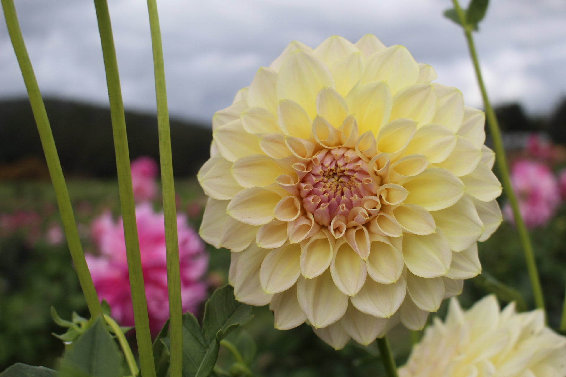 Alloway Cottage | Country Dahlias