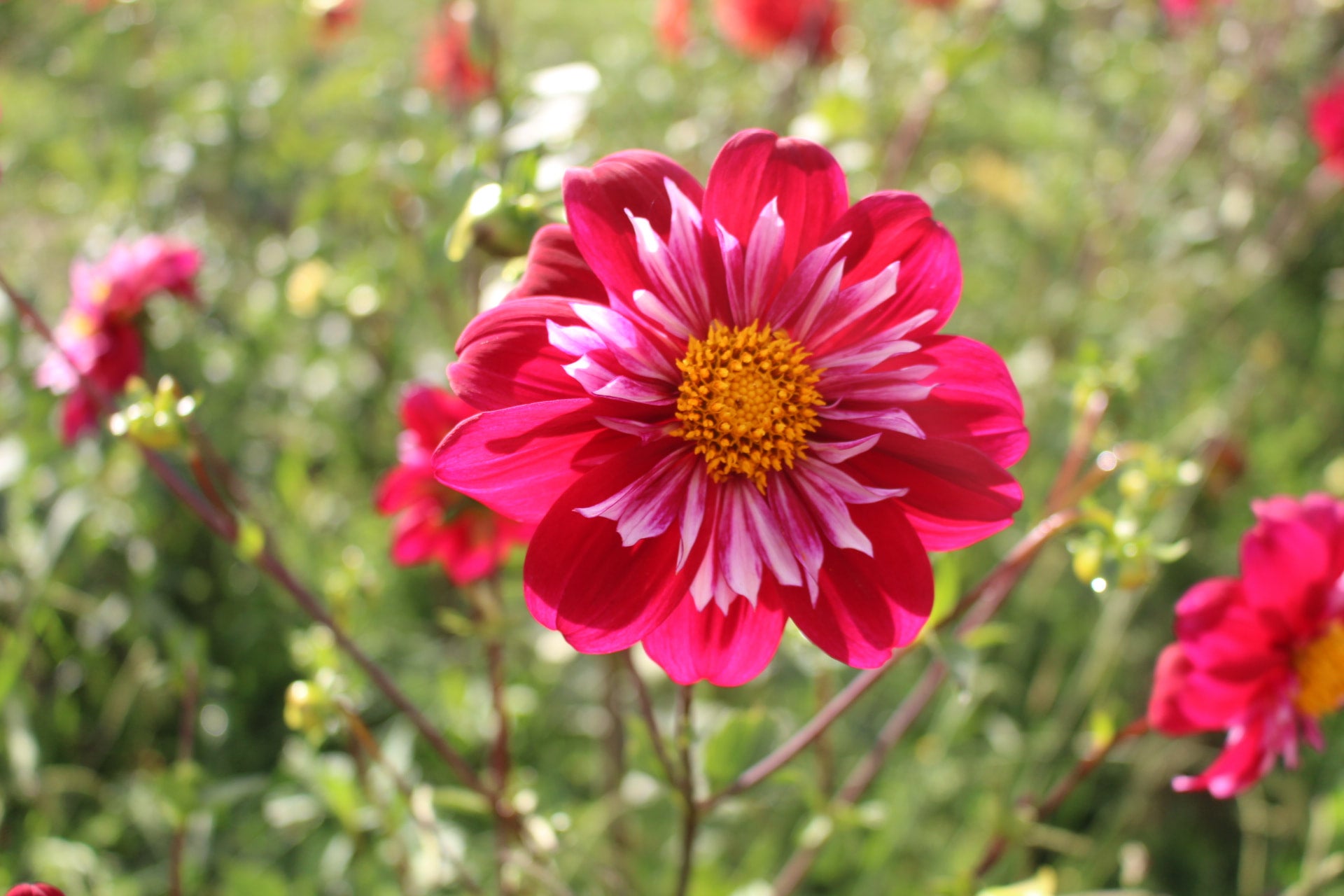 April Velvet | Country Dahlias