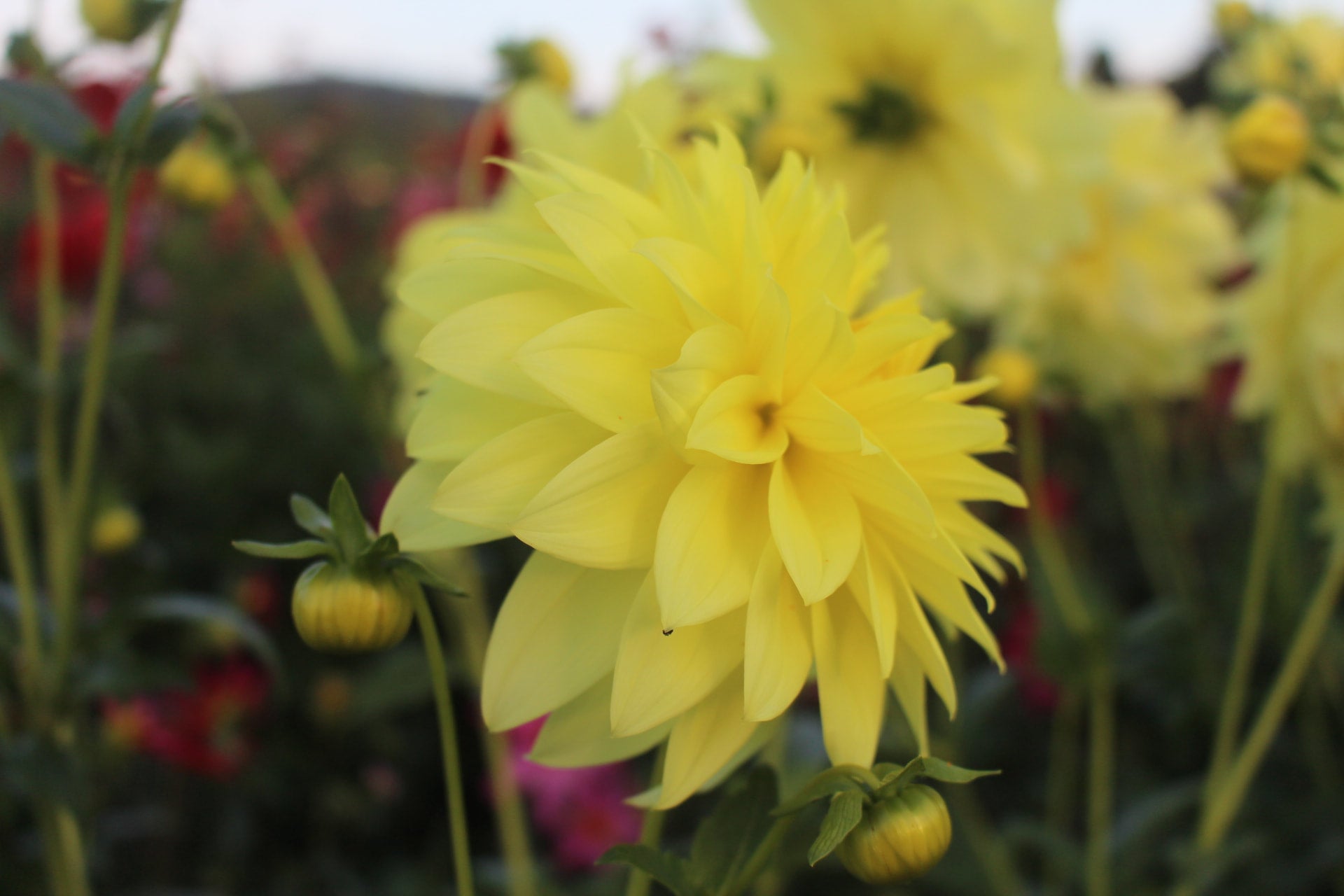 Chaz Smith Gold | Country Dahlias