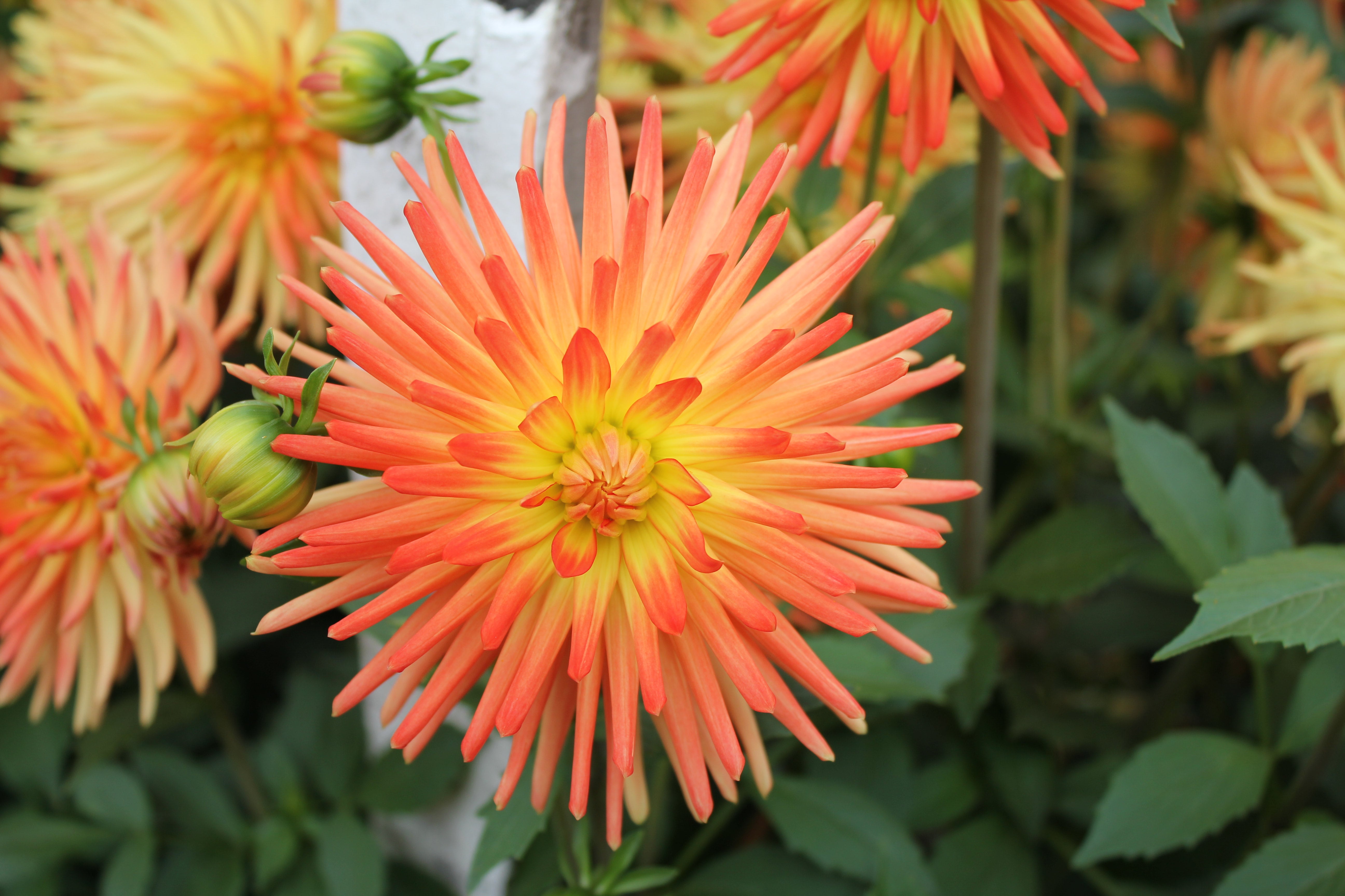 Oriental Country Dahlias Oriental Country Dahlias