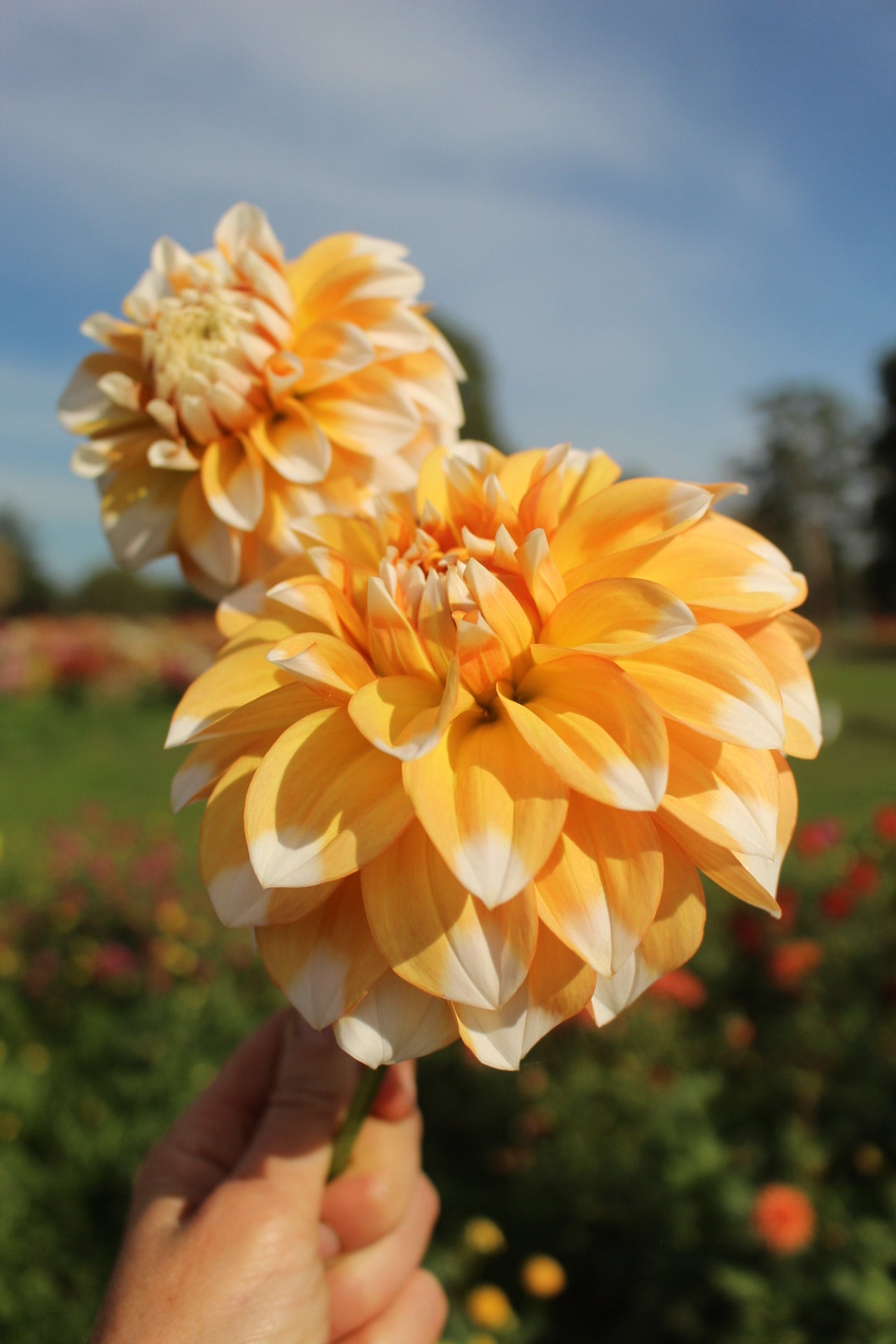 cornflakes-country-dahlias