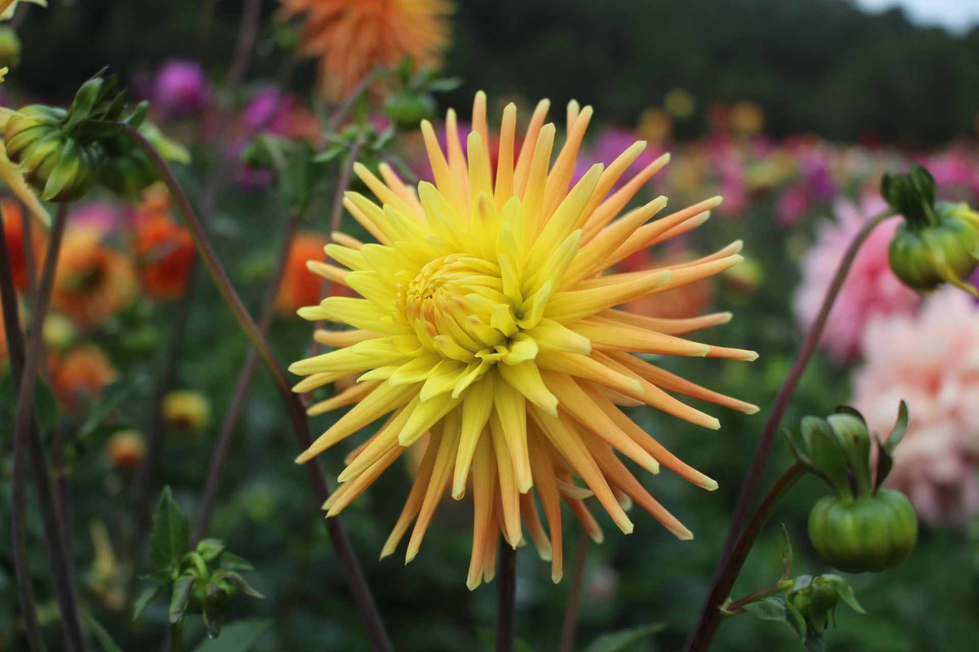 Cyma Joan Foster Country Dahlias cyma-joan-foster-country-dahlias