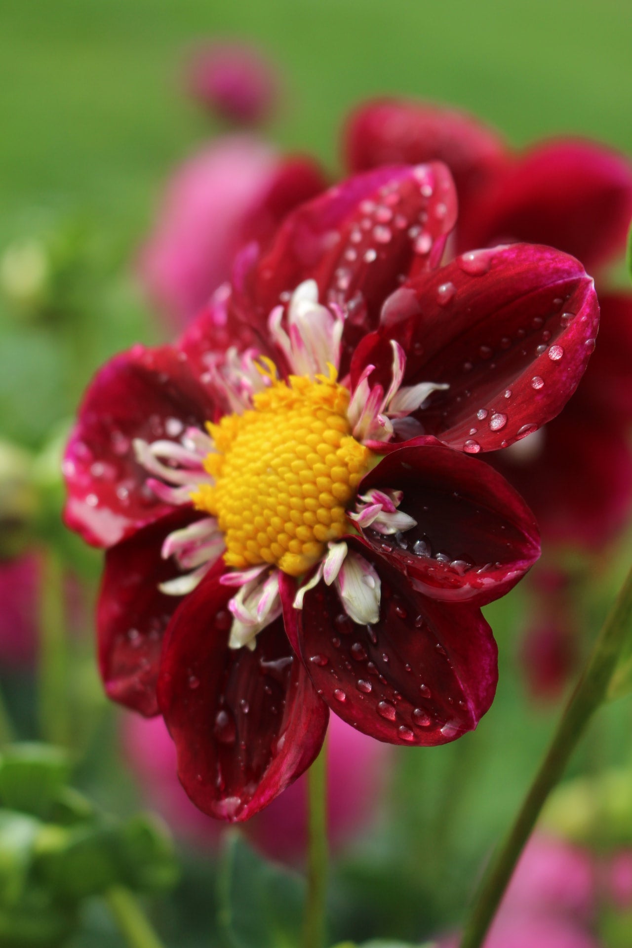 Darbro Marianne | Country Dahlias