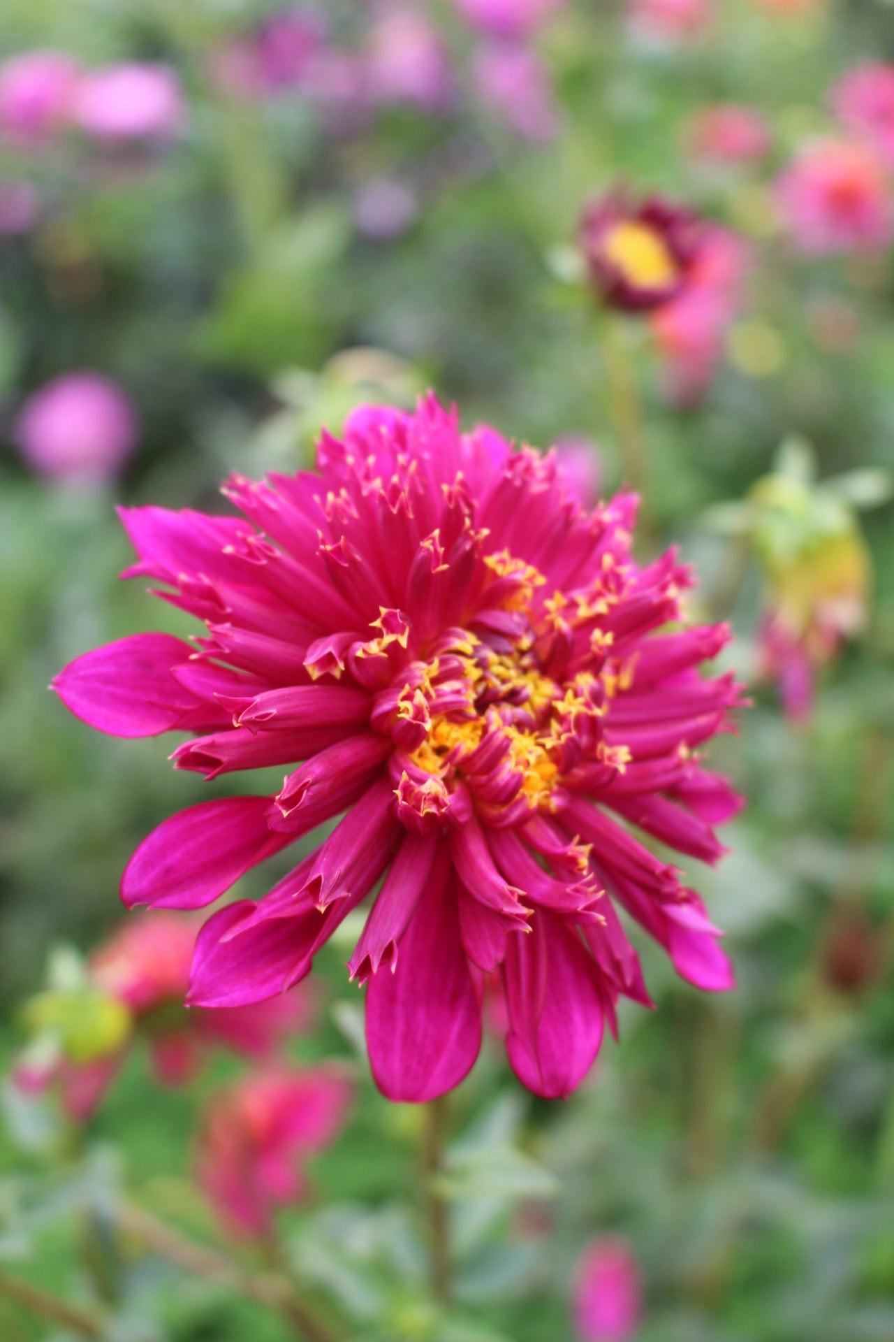 Donese | Country Dahlias