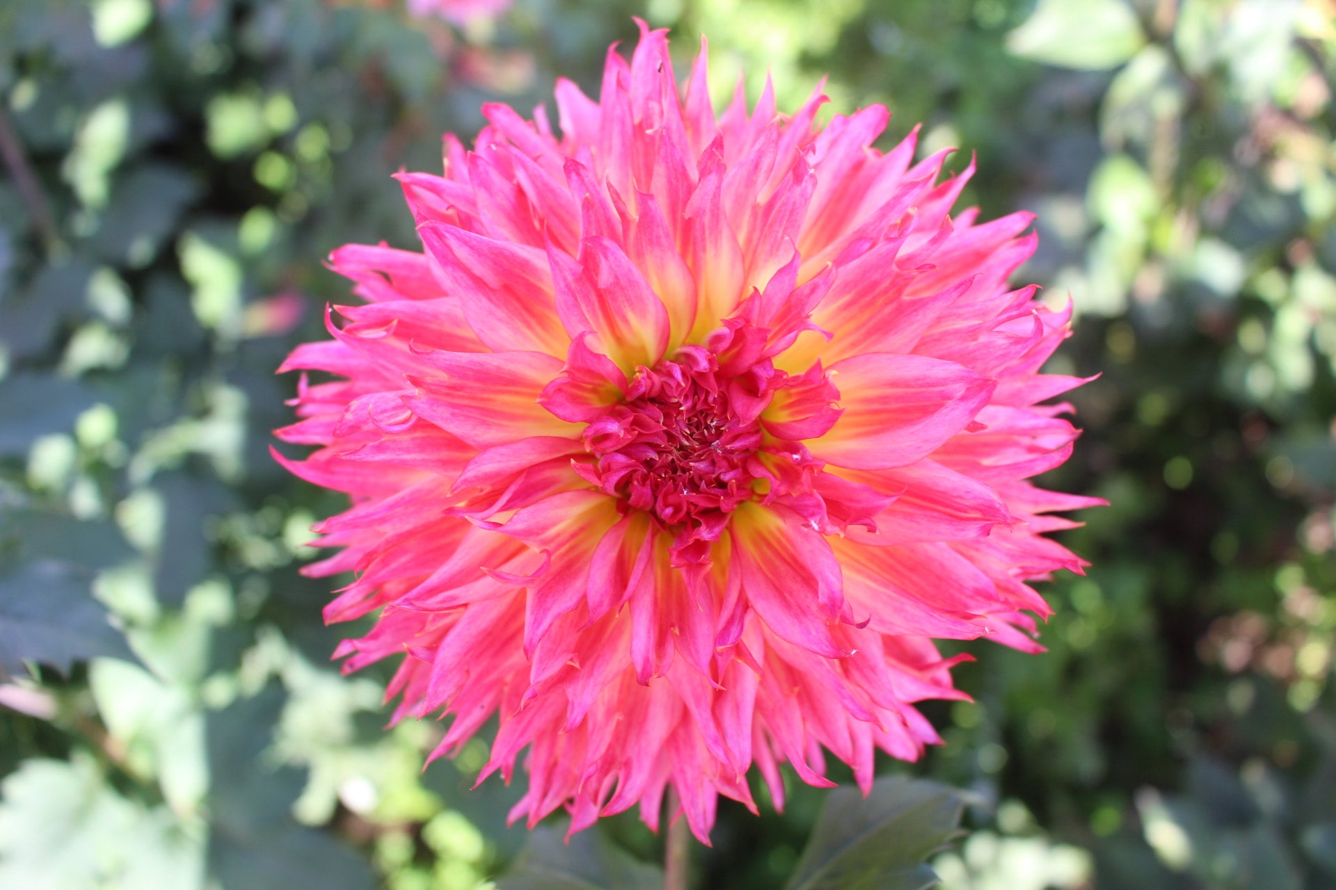 Emily Jane Country Dahlias