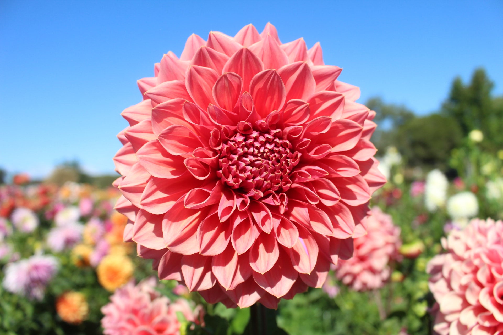 Formby Duke | Country Dahlias