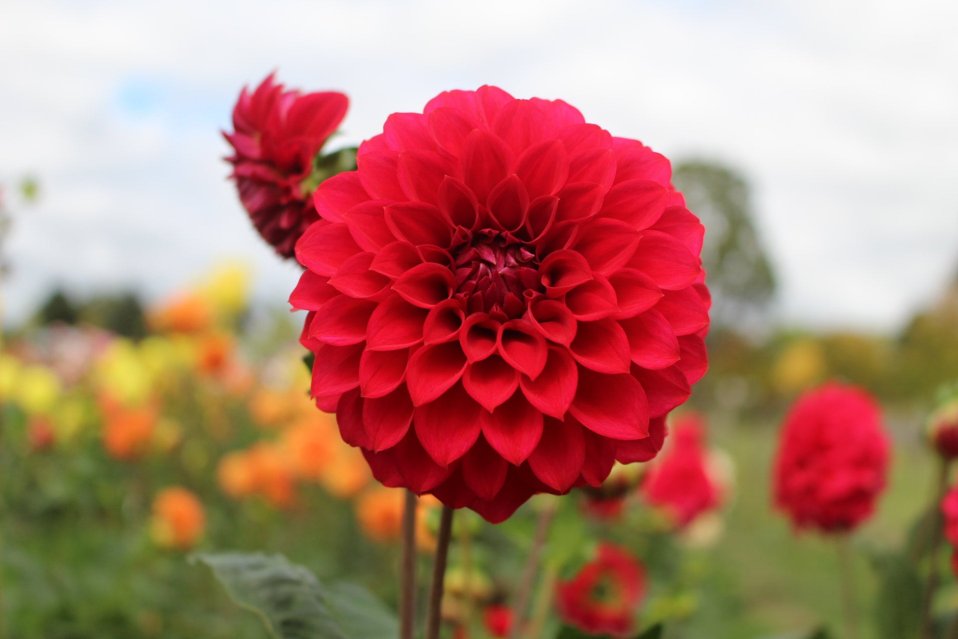 Formby Rouge | Country Dahlias