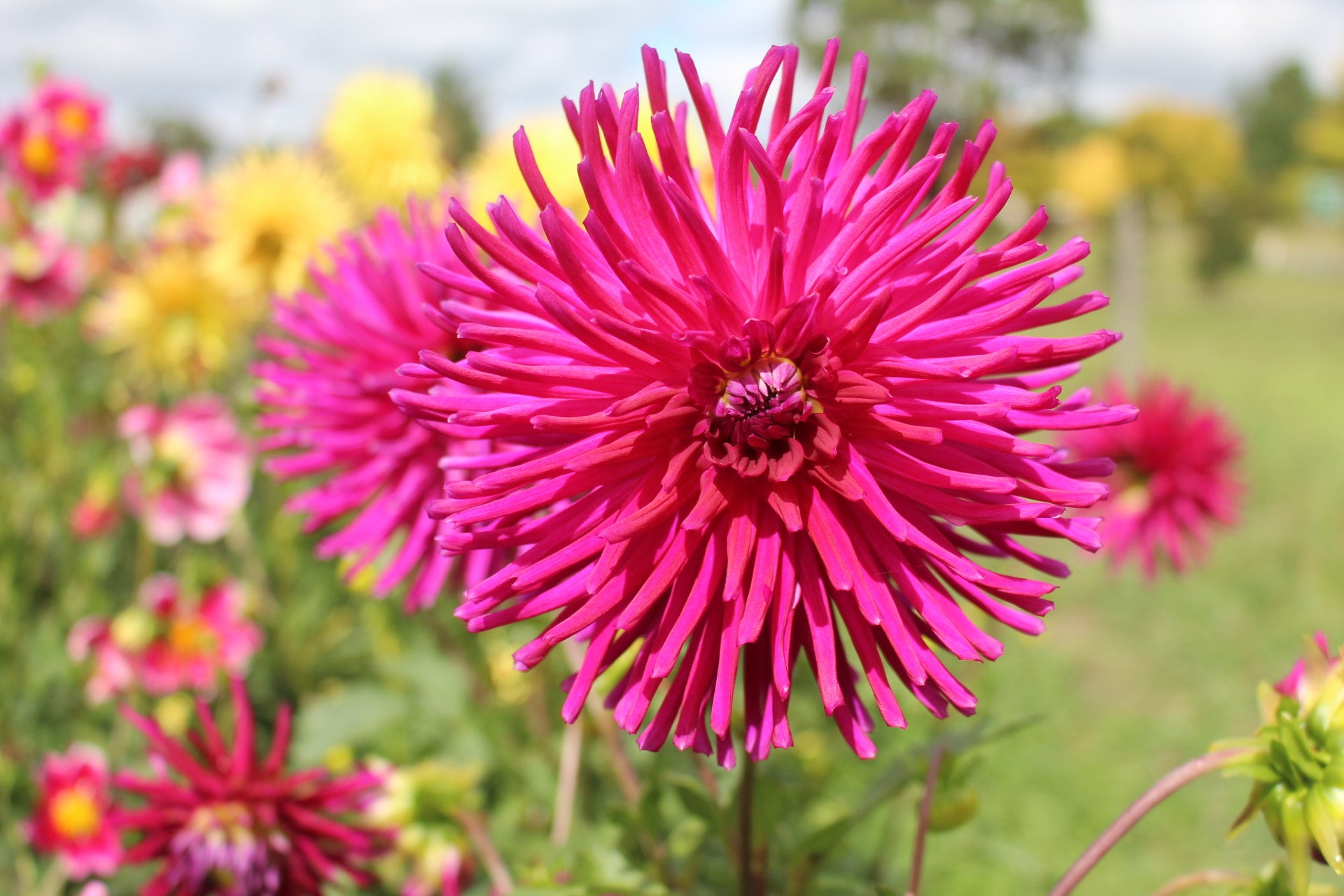 Formby Treasure | Country Dahlias