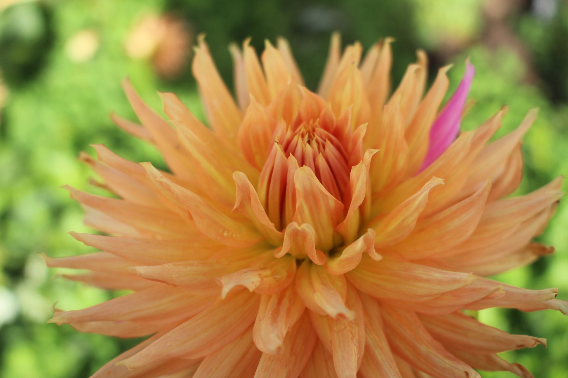 Glenora Apricot | Country Dahlias
