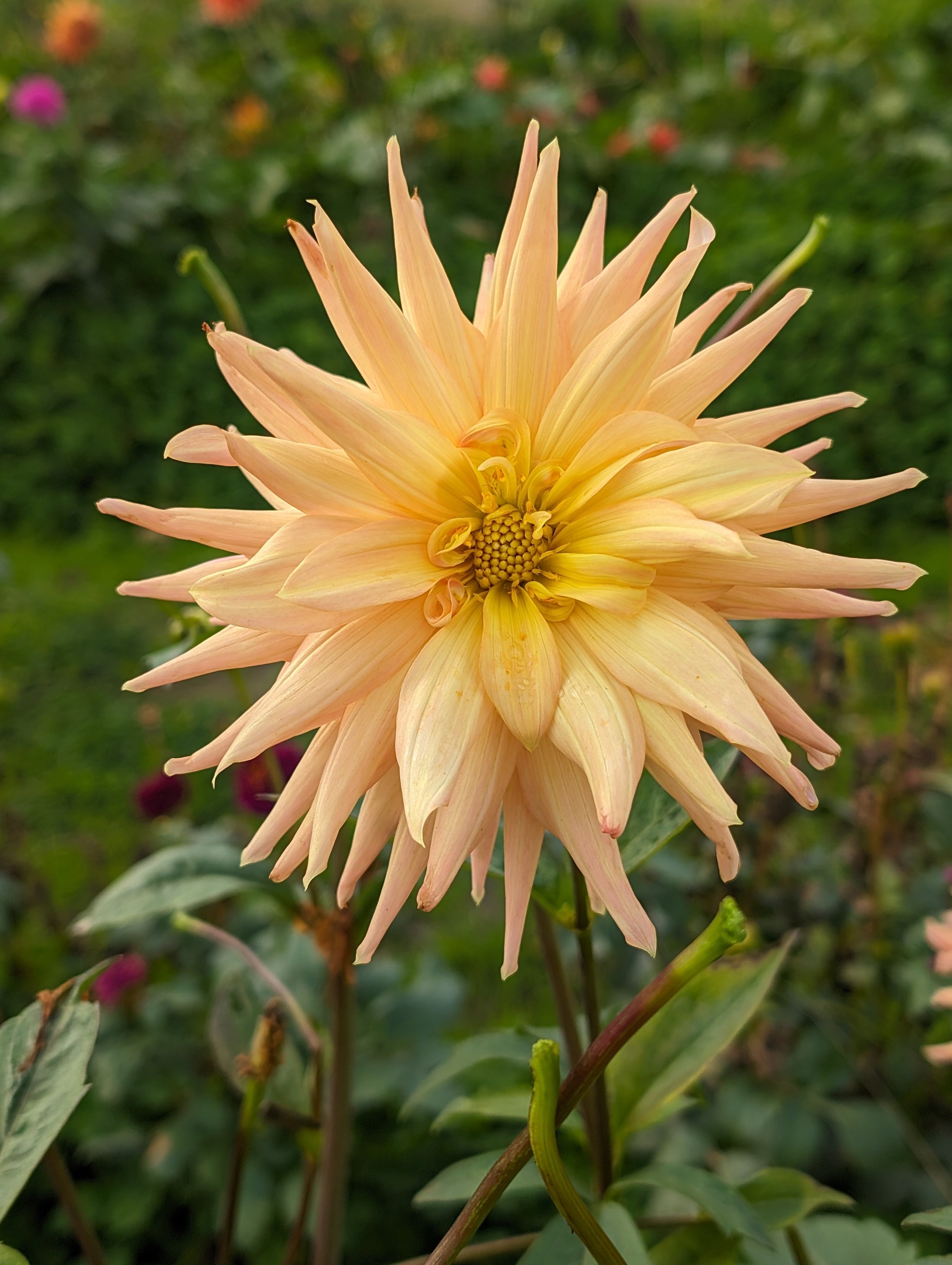 Formby Twilight | Country Dahlias