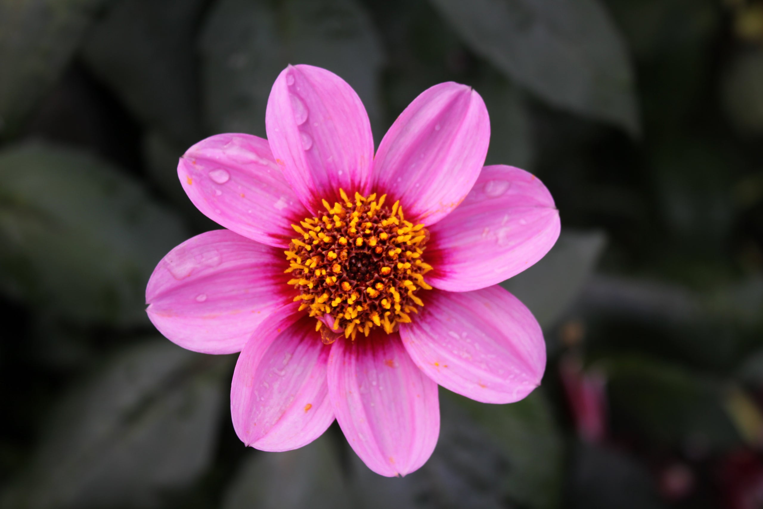 Happy Mador | Country Dahlias