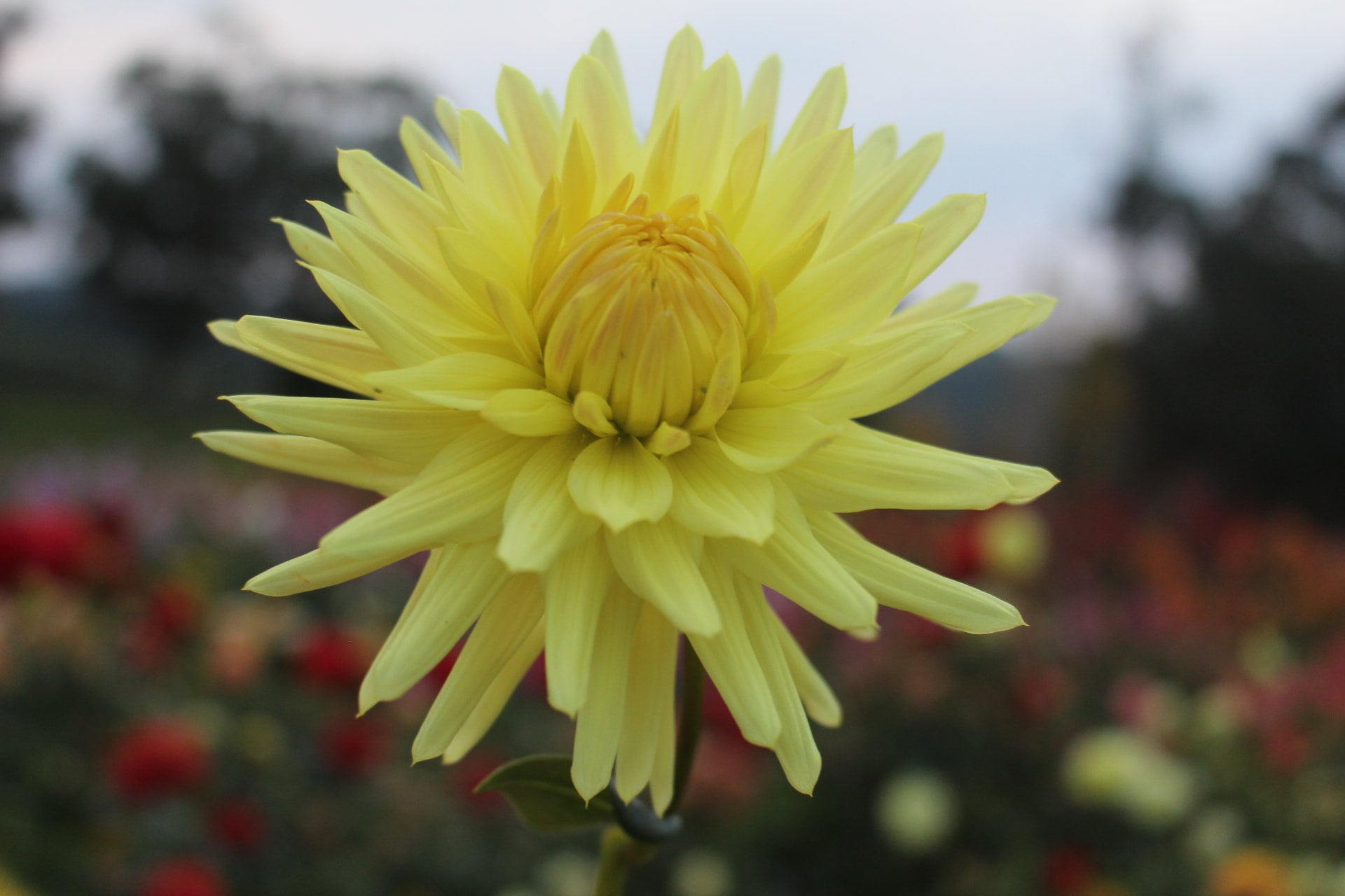 Jack Bourke | Country Dahlias