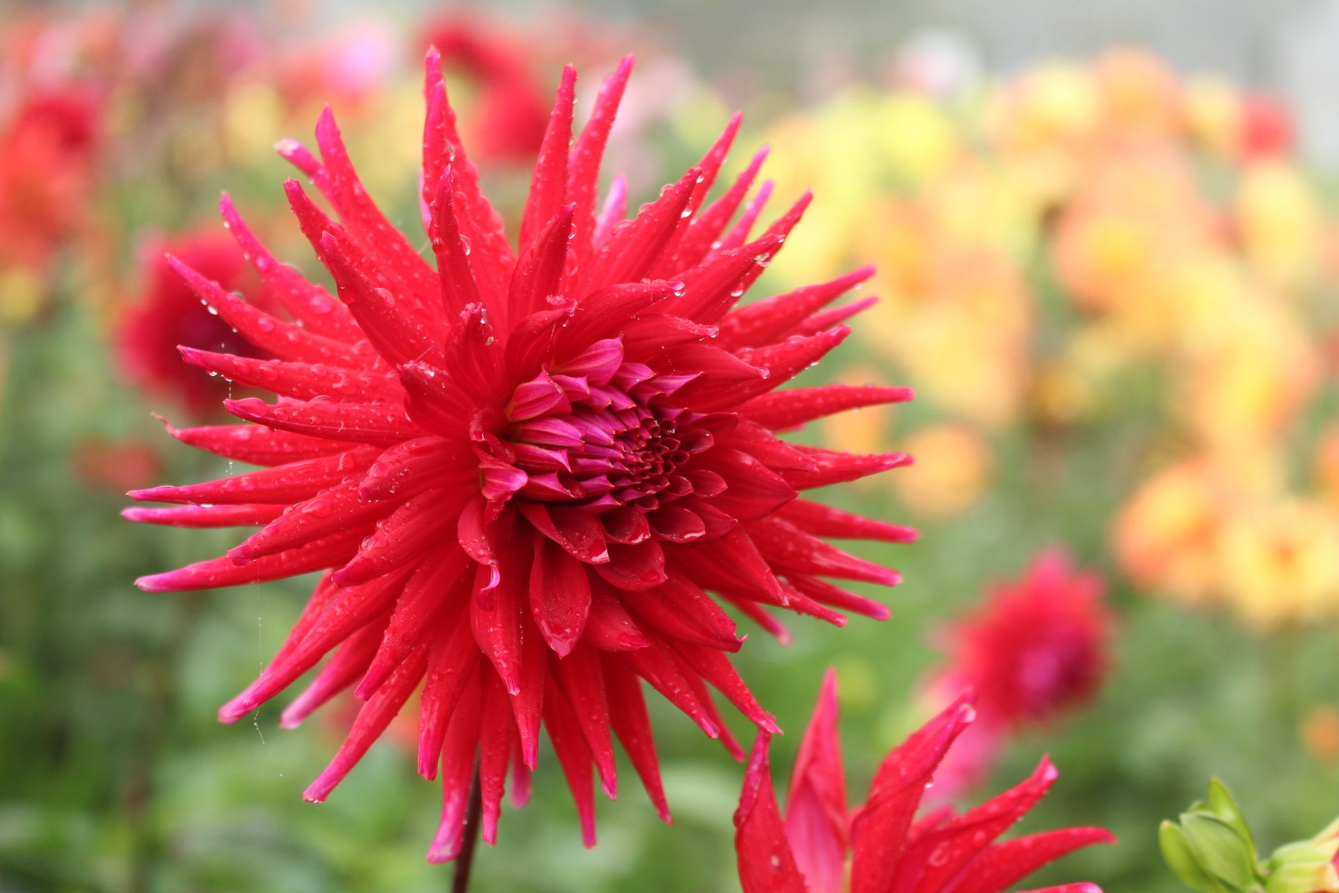 Joe Boyce | Country Dahlias