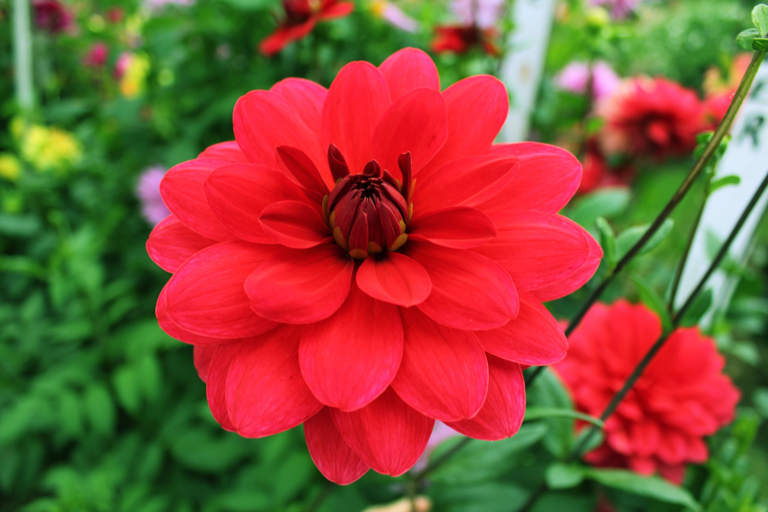 Grenadier | Country Dahlias