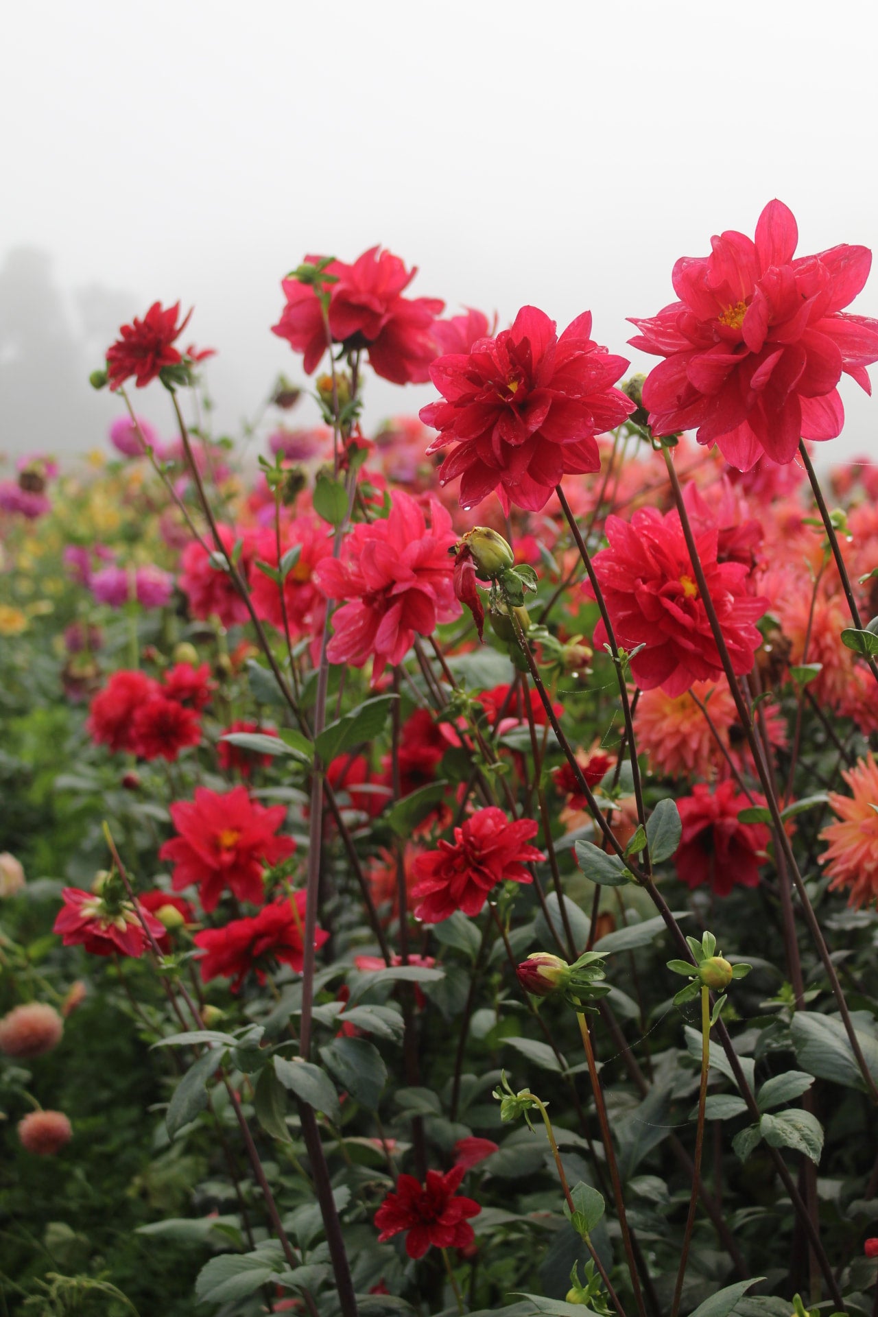 Grenadier | Country Dahlias