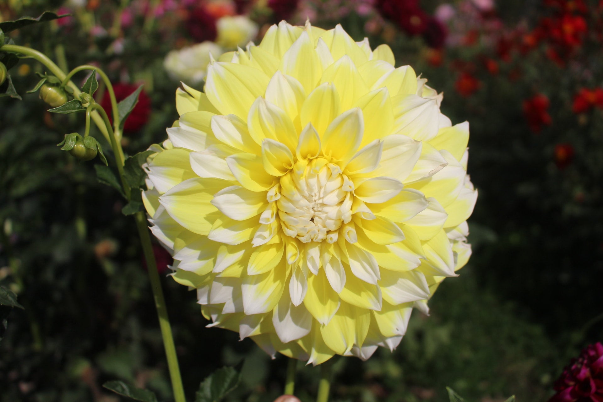 Lemon Snow | Country Dahlias