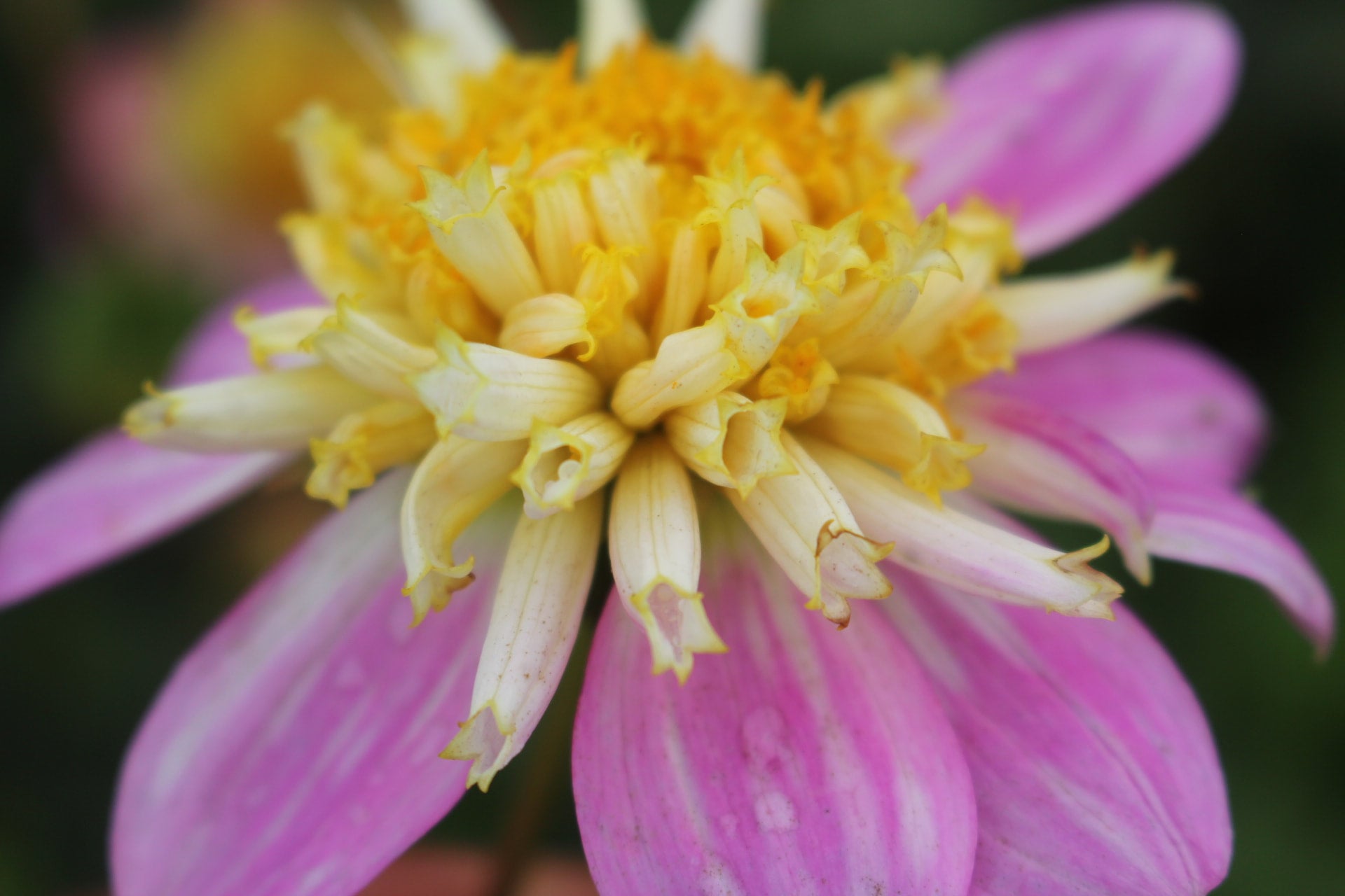 Mawab Country Dahlias