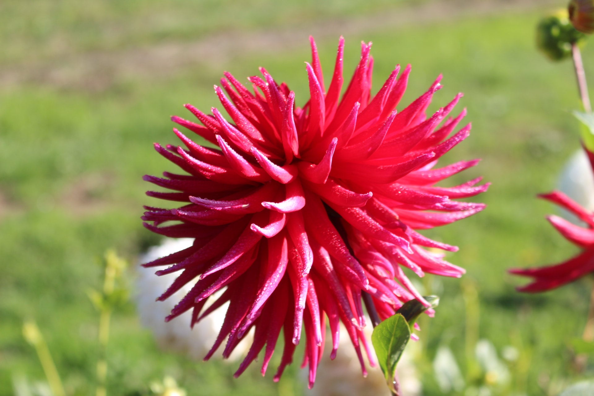 Mrs Rees | Country Dahlias