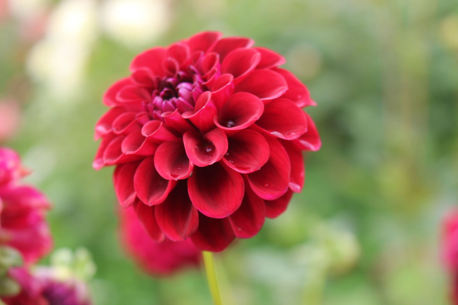 Pixie Rose | Country Dahlias