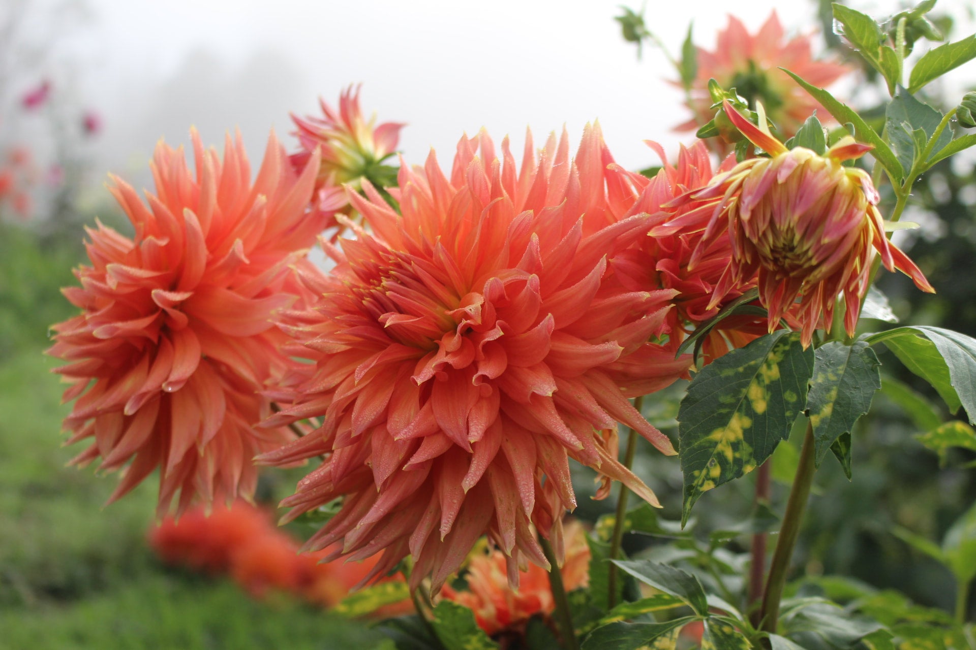 Scott | Country Dahlias