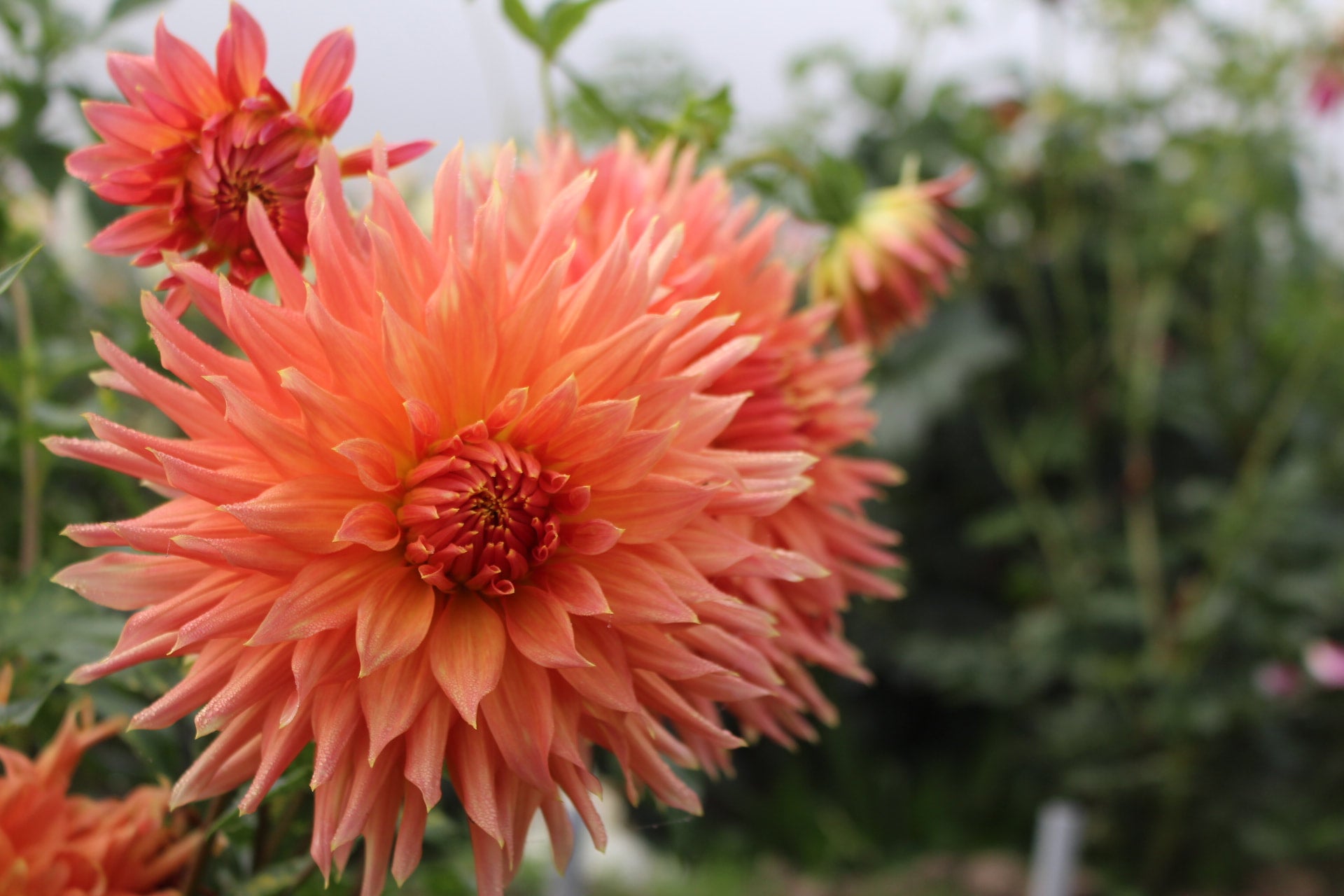 Scott | Country Dahlias