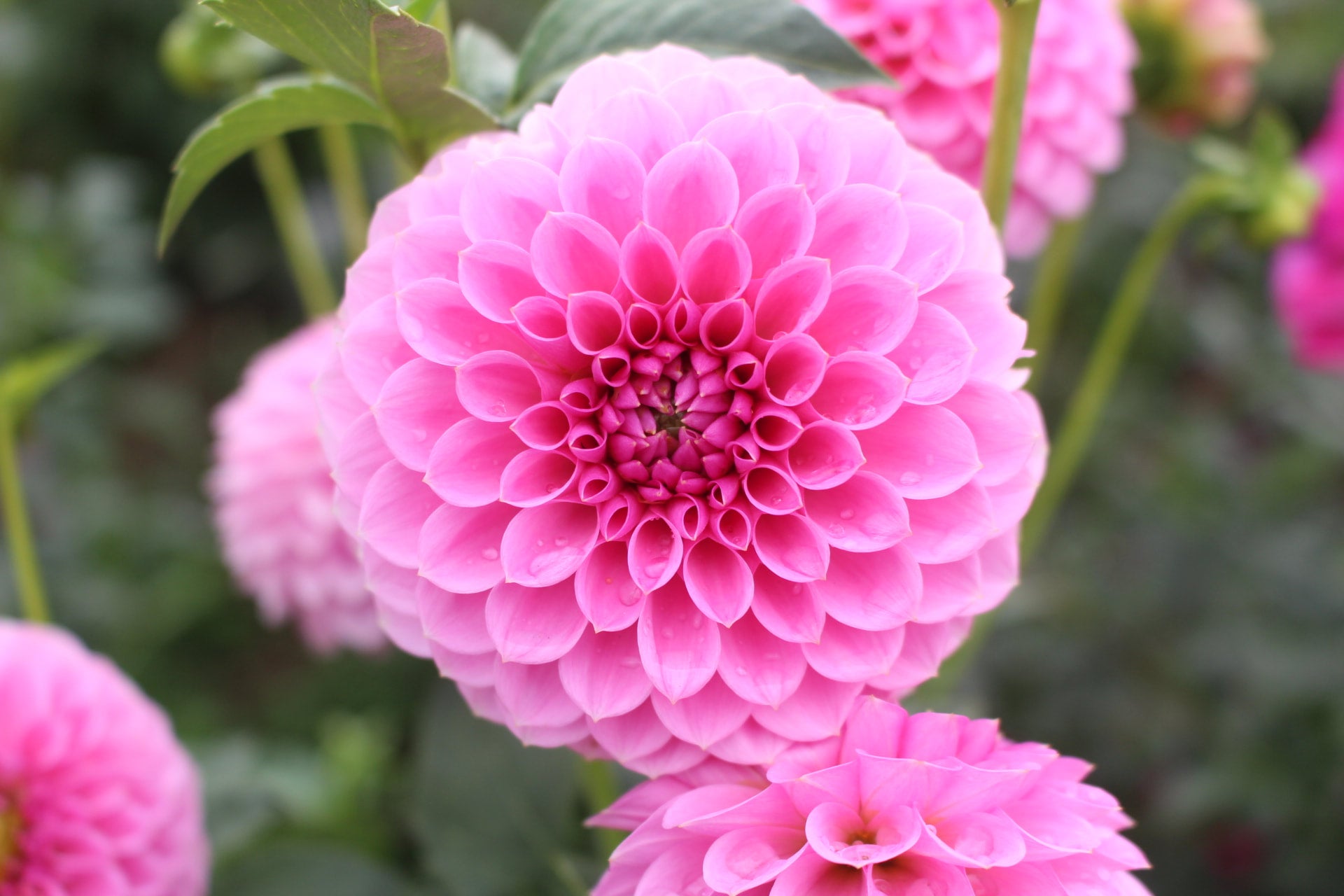 Trevallyn Pink Lady | Country Dahlias