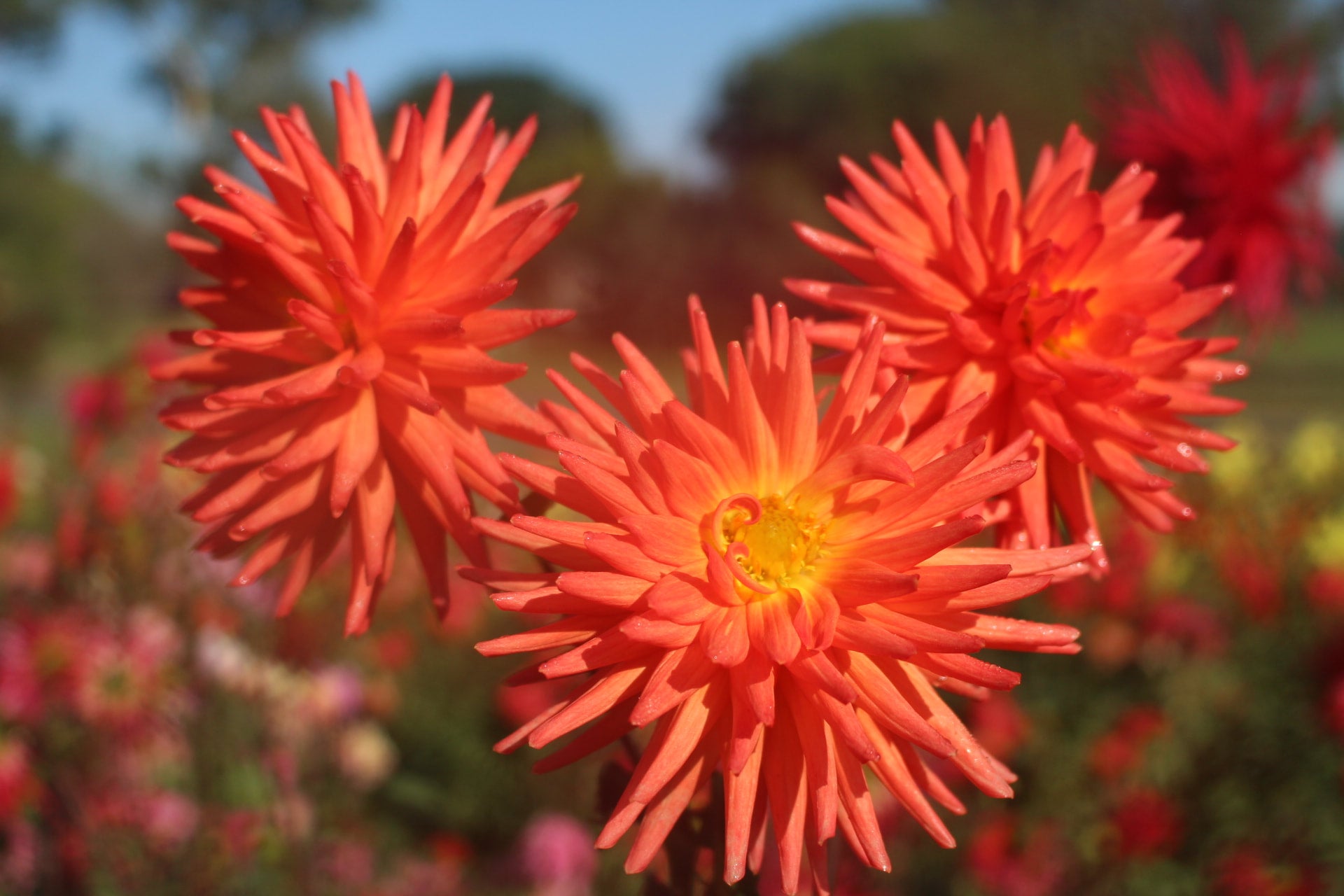 Tui Orange | Country Dahlias