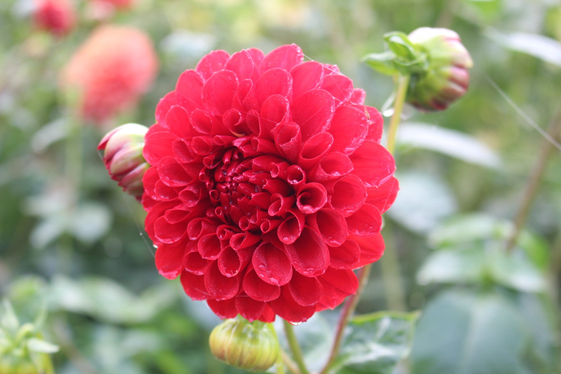 Marong | Country Dahlias