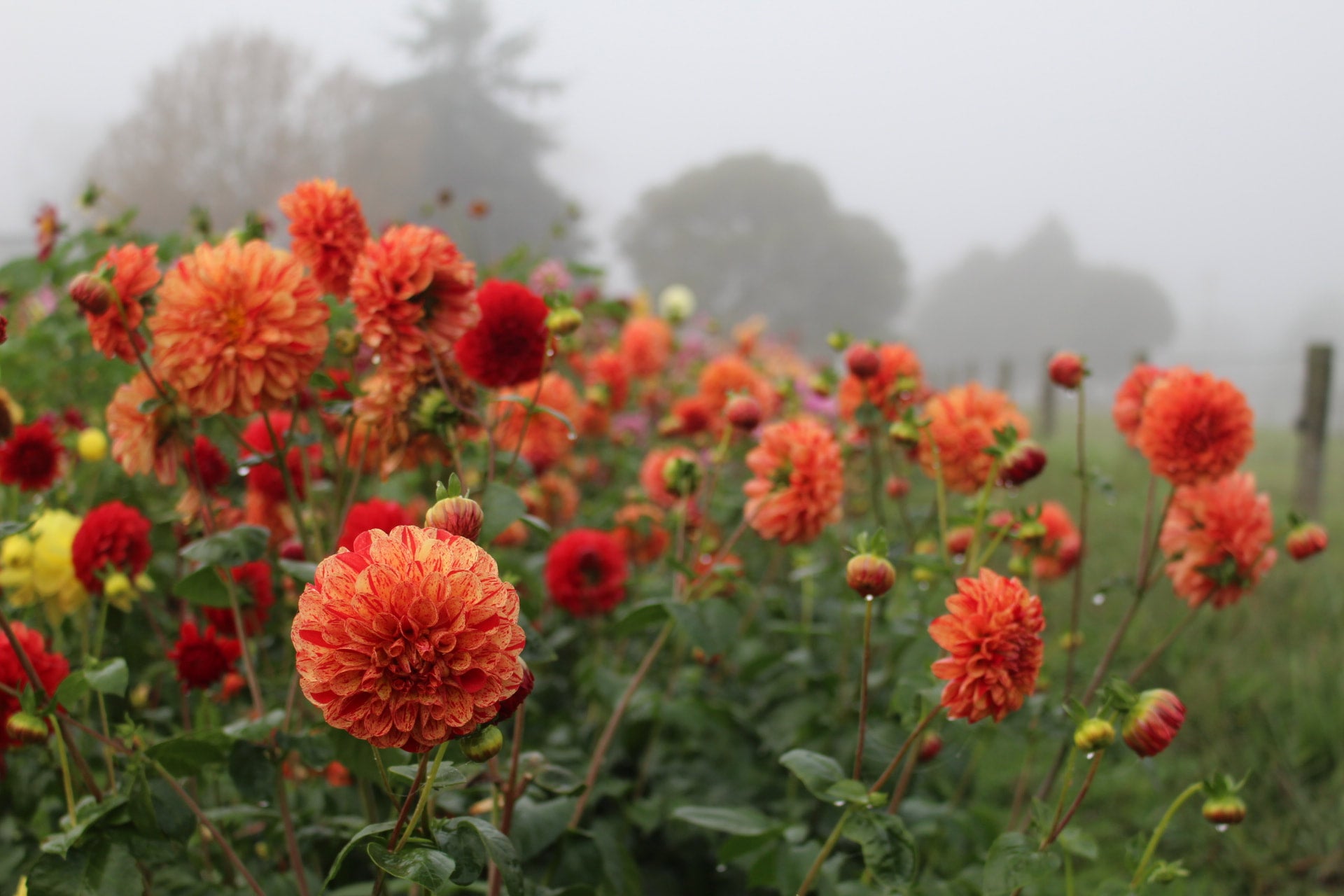 Marong | Country Dahlias