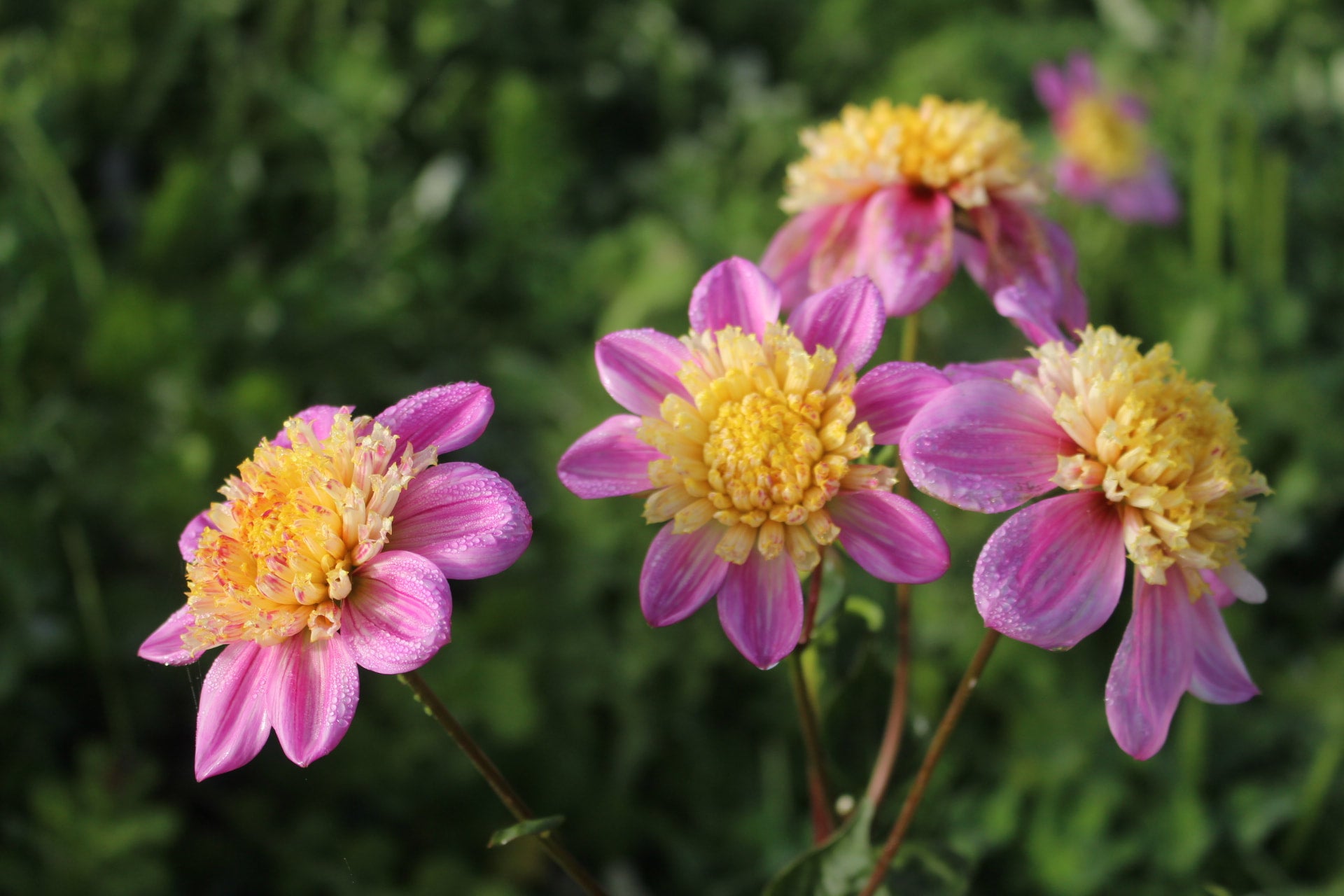 Mawah | Country Dahlias