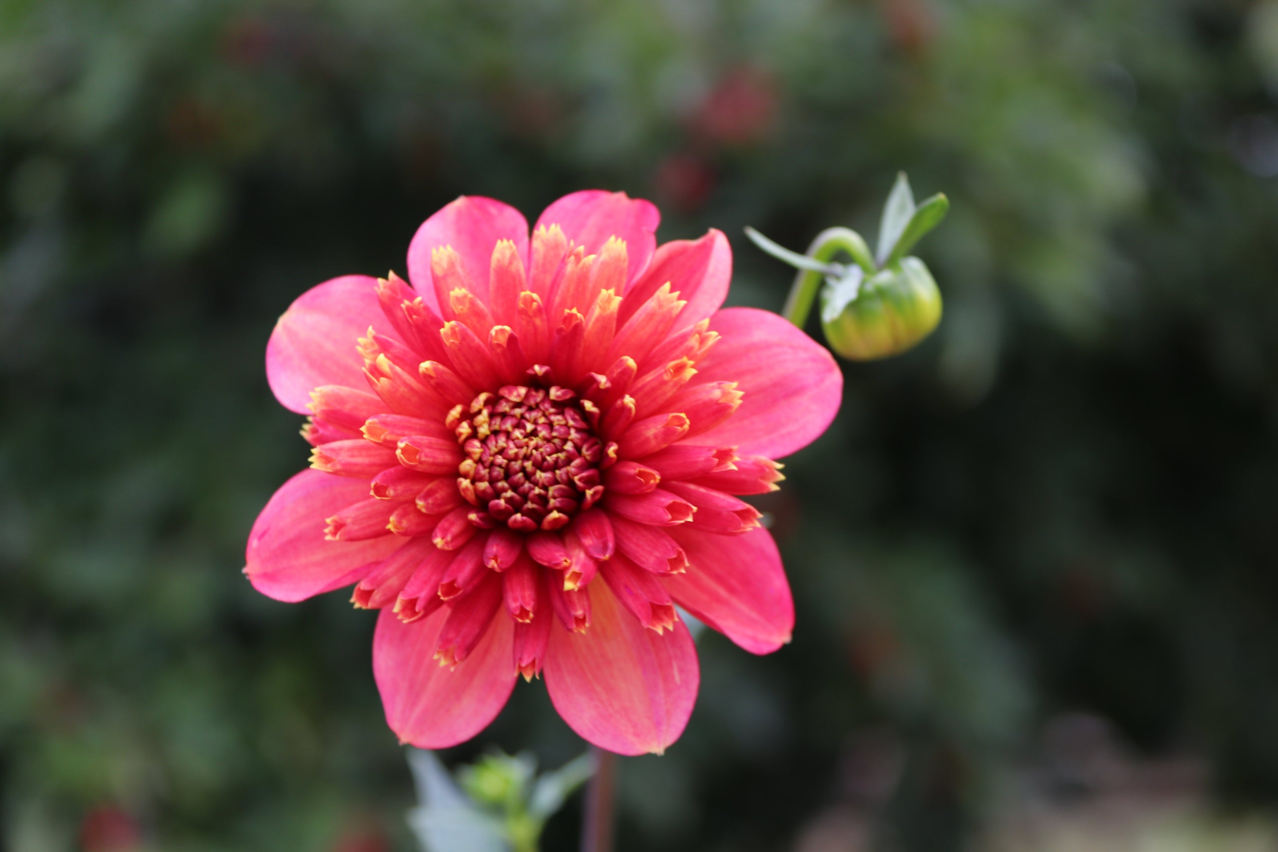 preme-country-dahlias