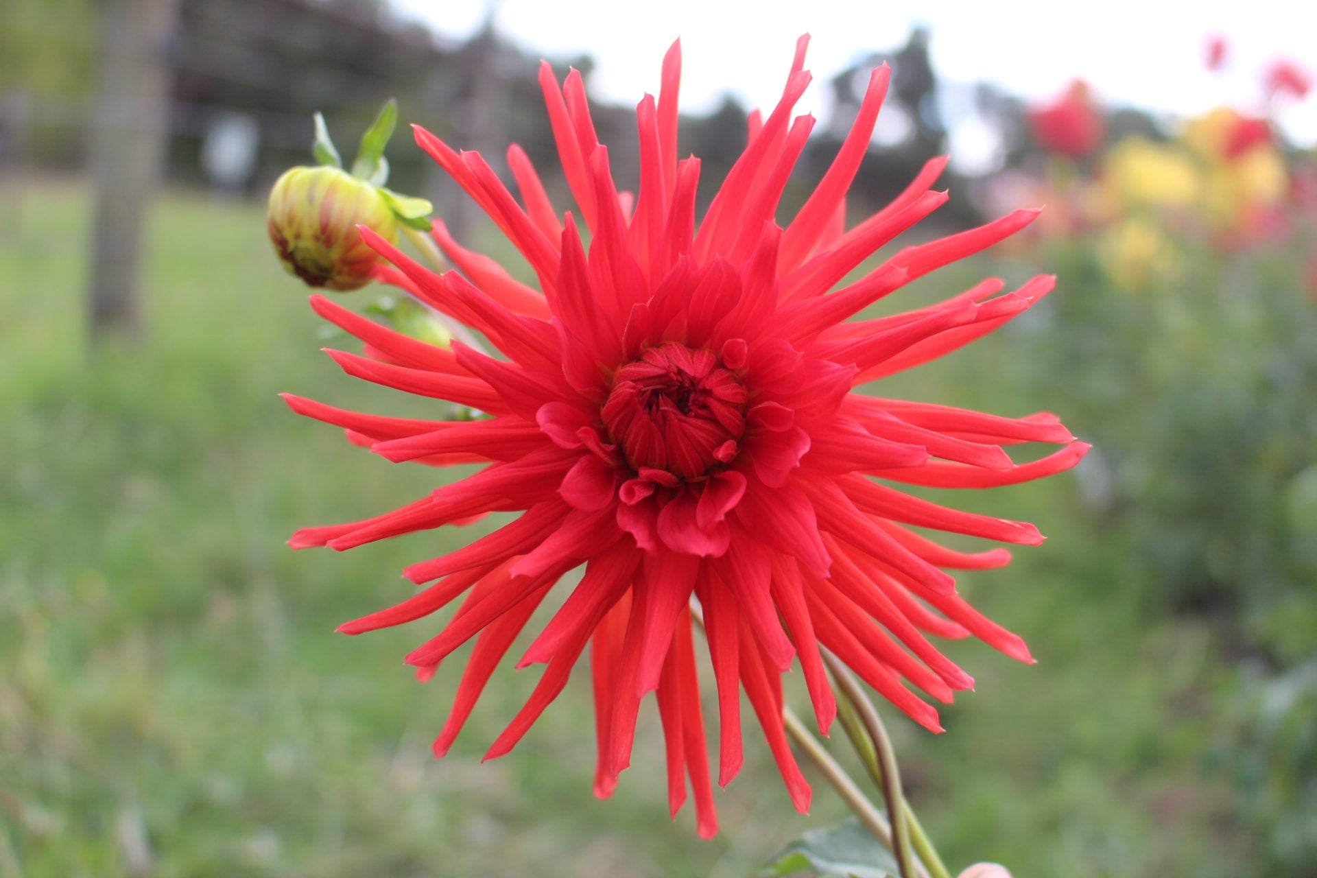 Bridget Watts | Country Dahlias